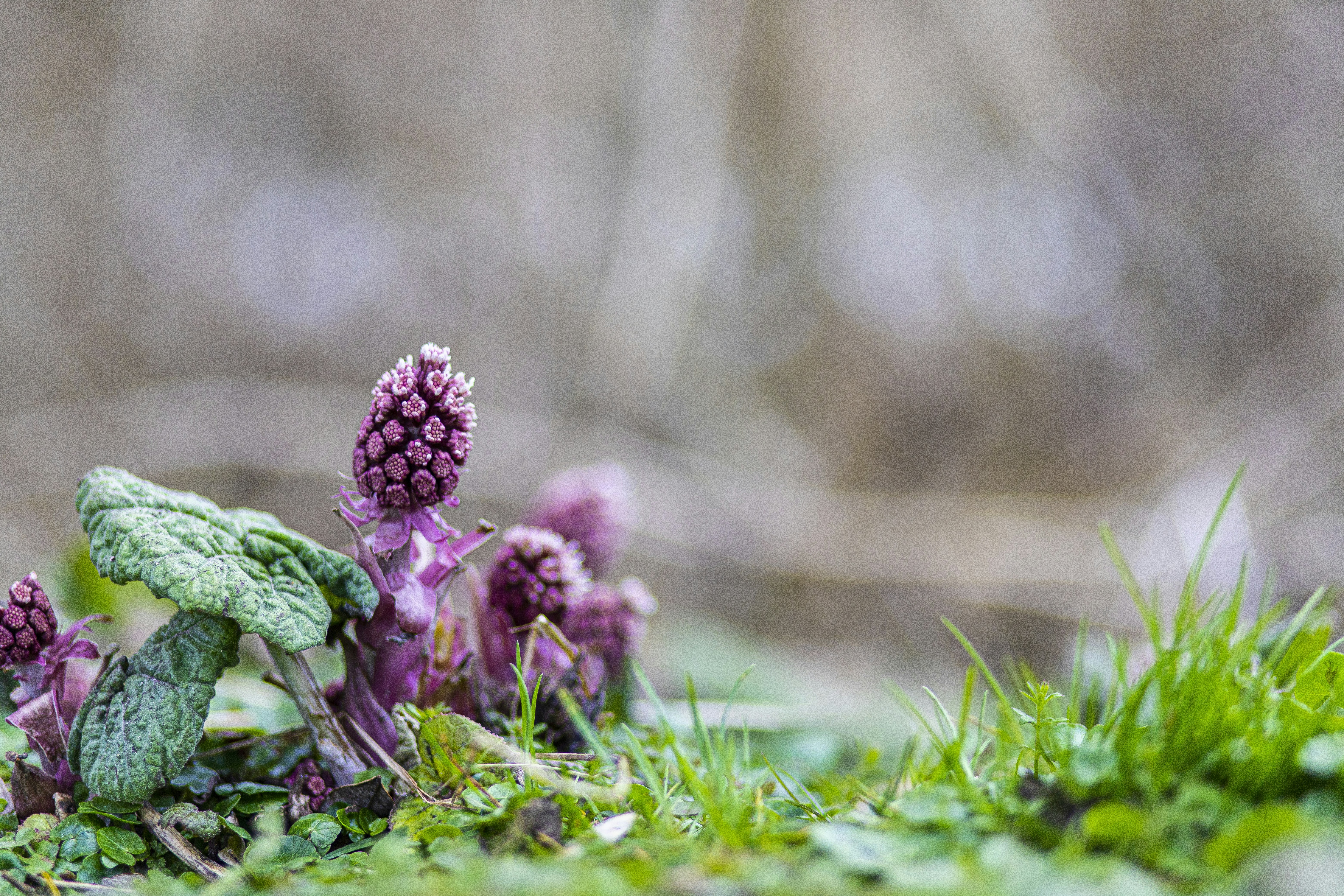a close up of small purple flowers on a mossy surface
