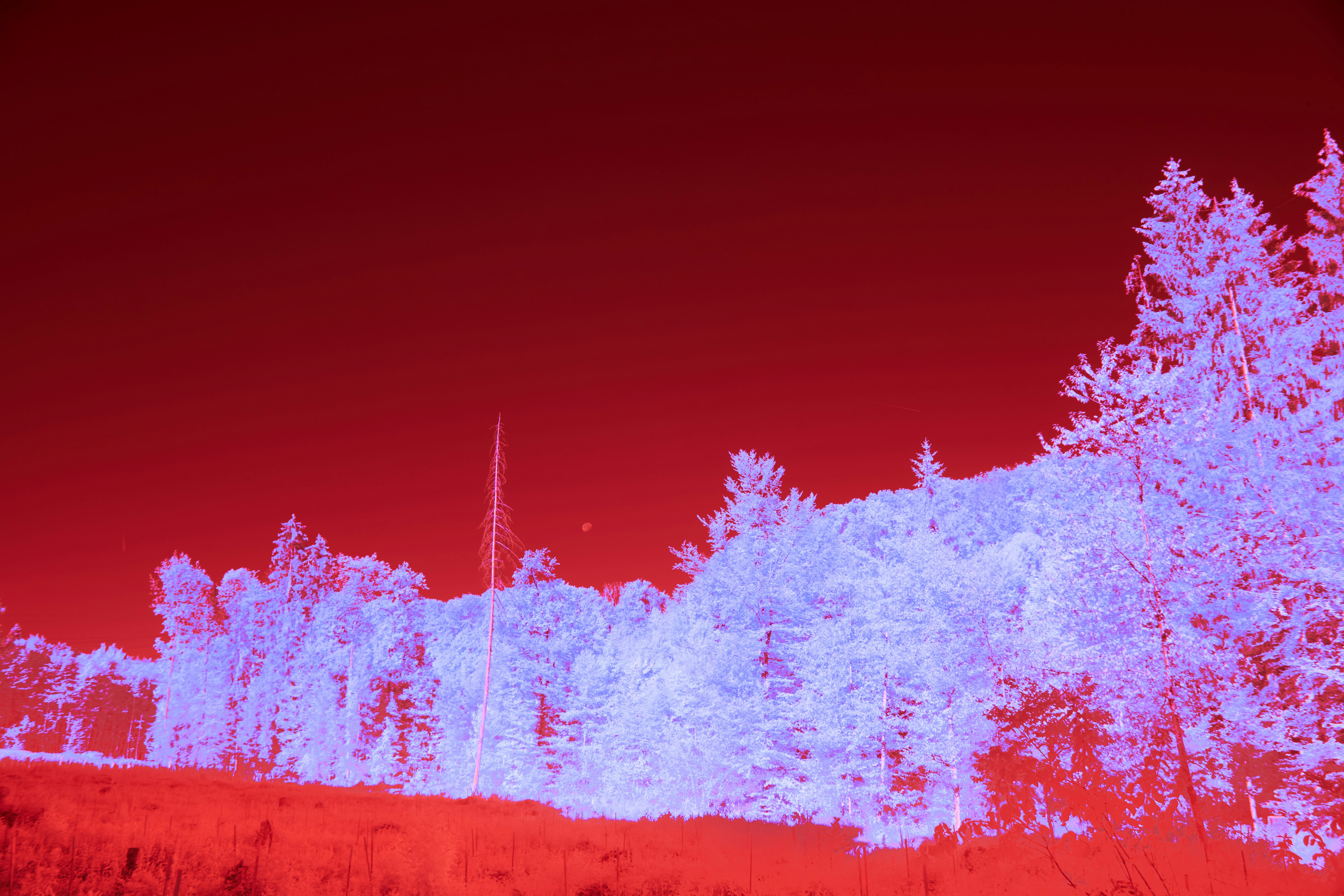 Une image infrarouge rouge et bleue des arbres photo – Photo Arbre ...