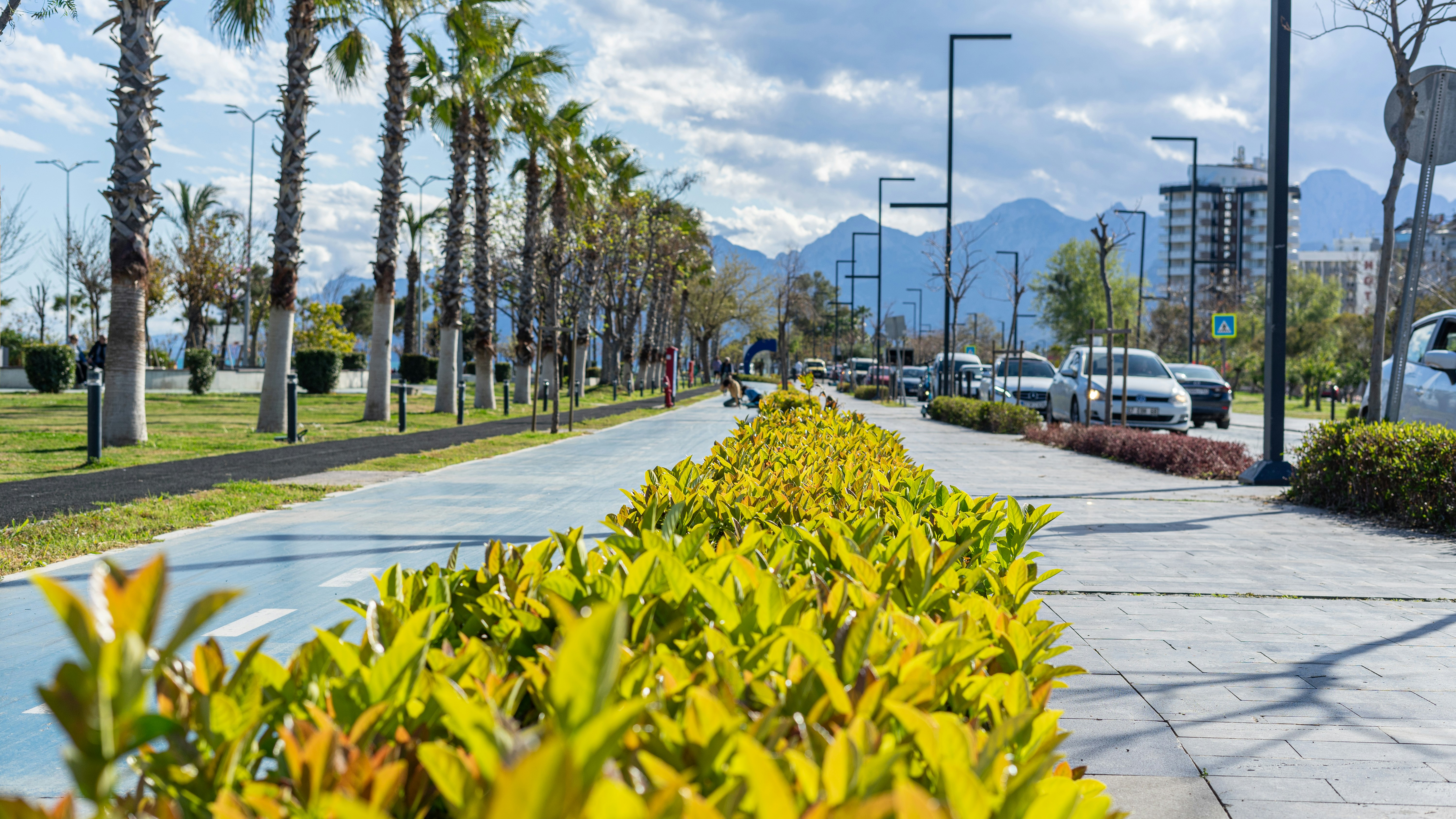 Sunlit Palm Boulevard Framed by a Citrine Hedge and Distant Peaks