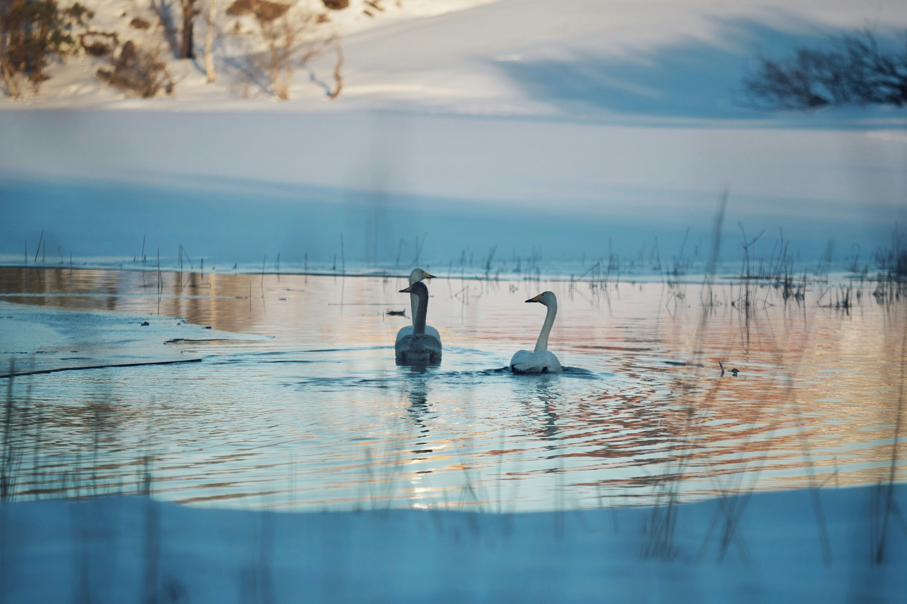 Two swans glide across a tranquil, icy pond surrounded by snow, reflecting the serene winter landscape. 