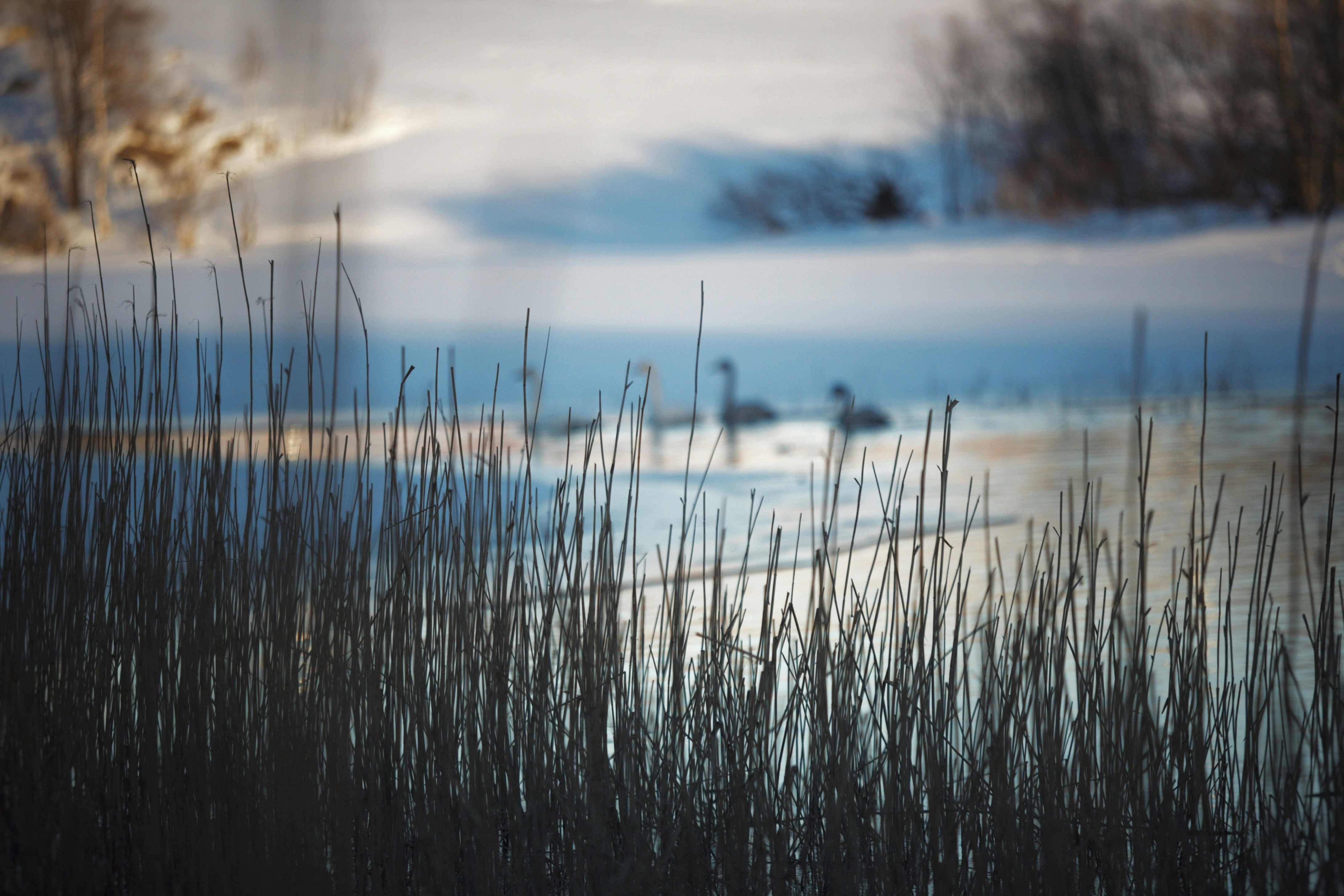 Two swans glide gracefully across a tranquil, snow-dusted lake, framed by tall reeds. The soft colors of winter reflect on the water's surface.