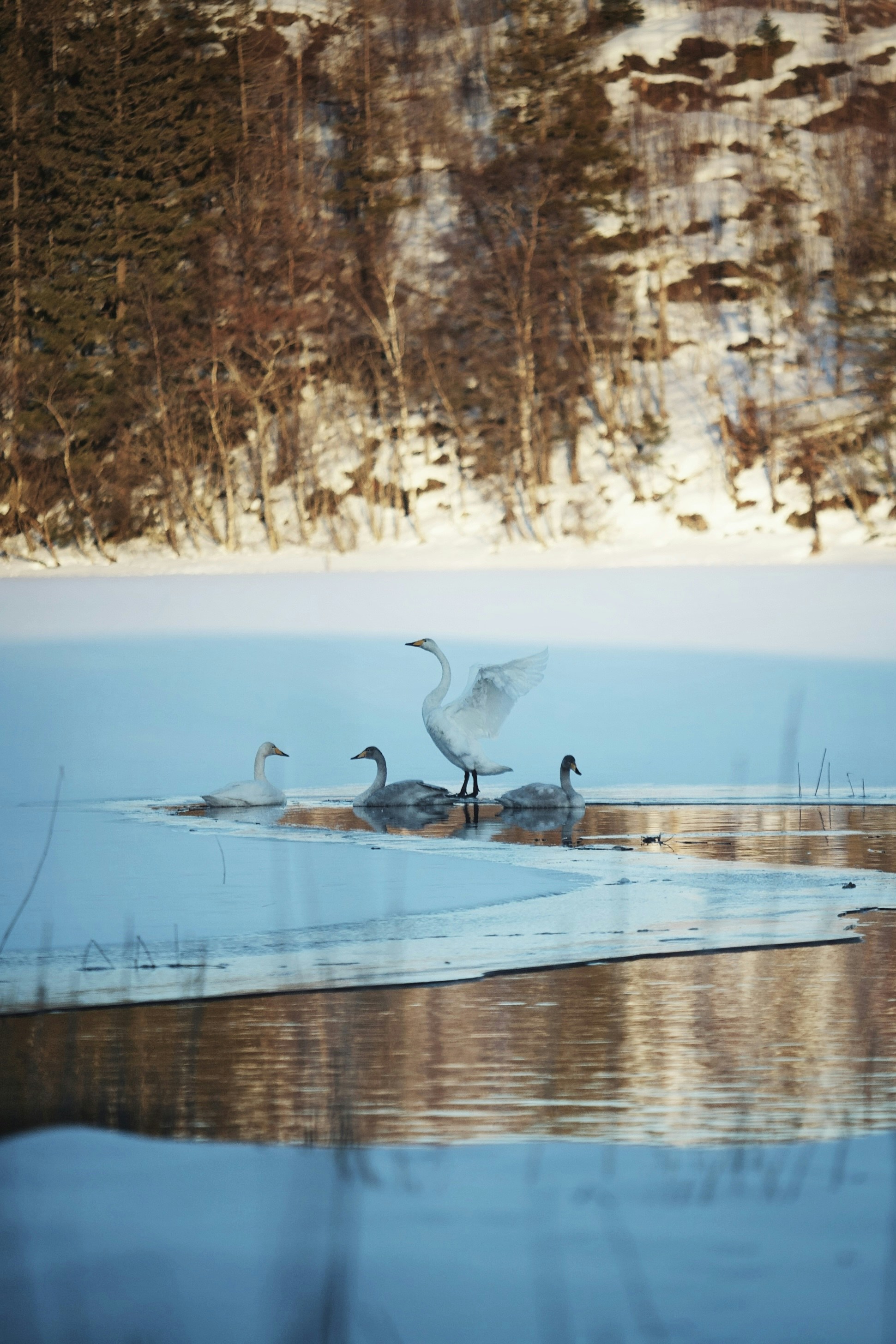 A majestic swan stands gracefully on a patch of ice surrounded by three other swans in a serene winter landscape. The icy reflections and soft hues create a peaceful ambiance.
