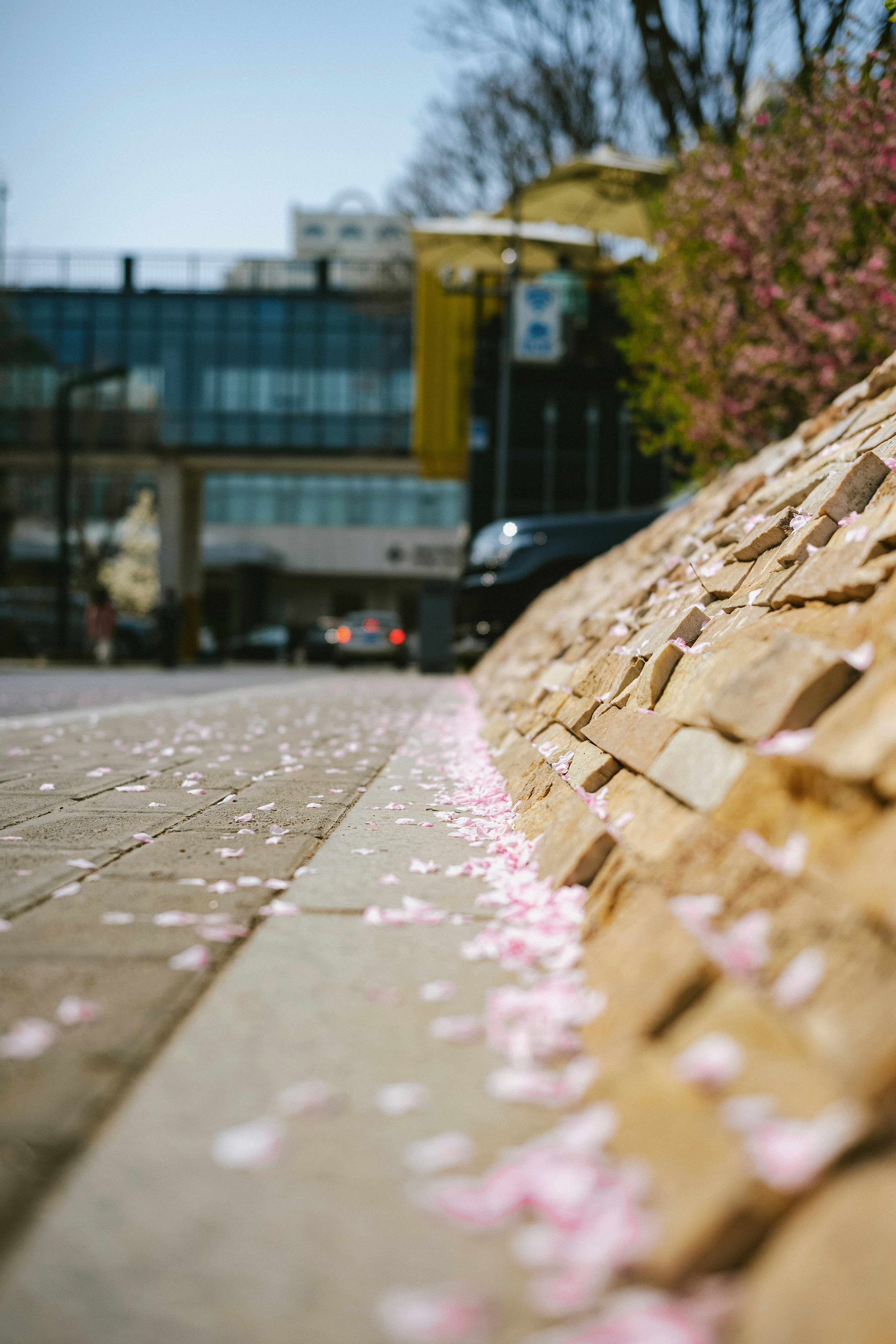 Pink Petals on a Tiled Path Leading to a Distant Urban Frame