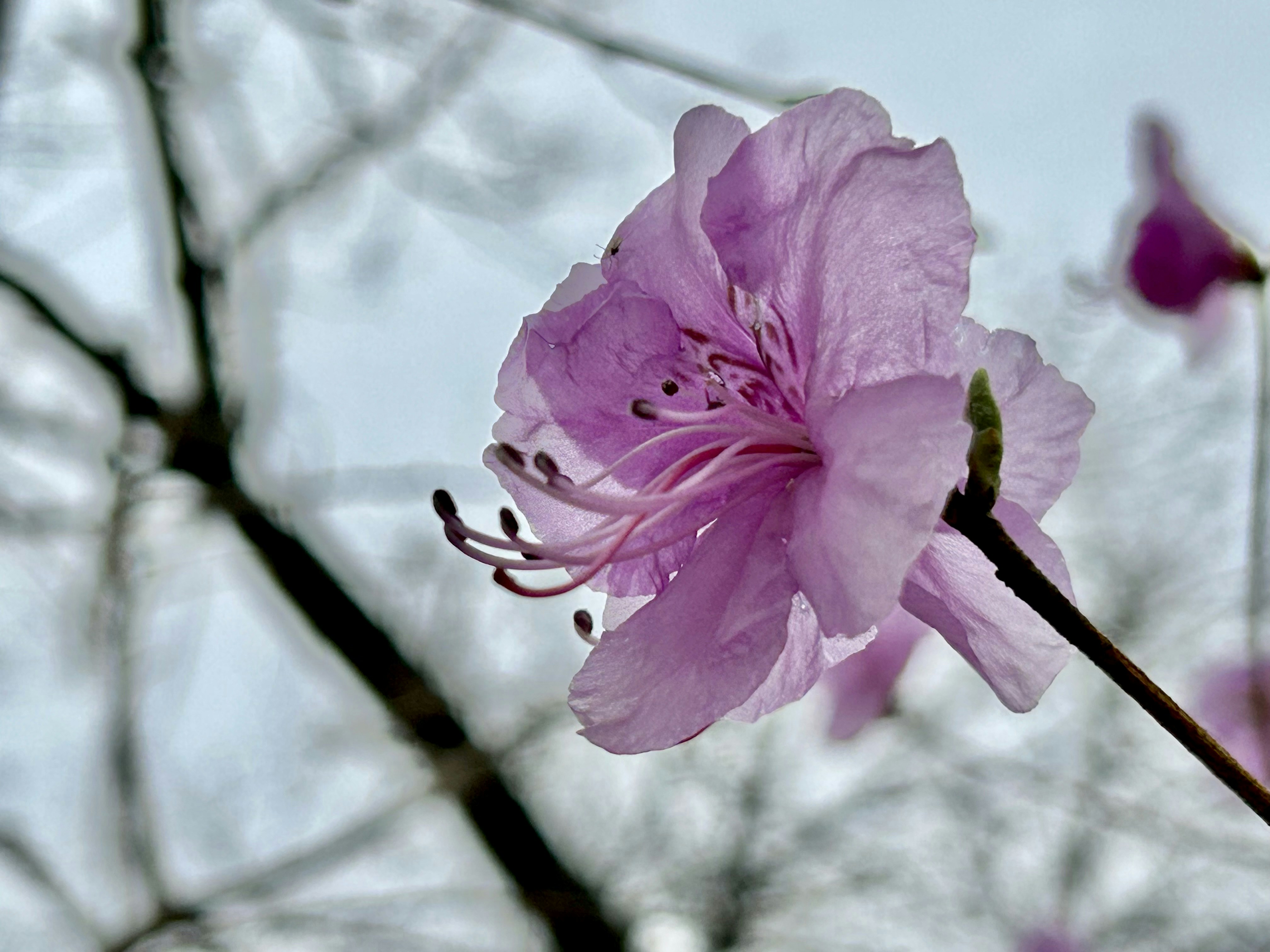 a pink flower is blooming on a tree branch