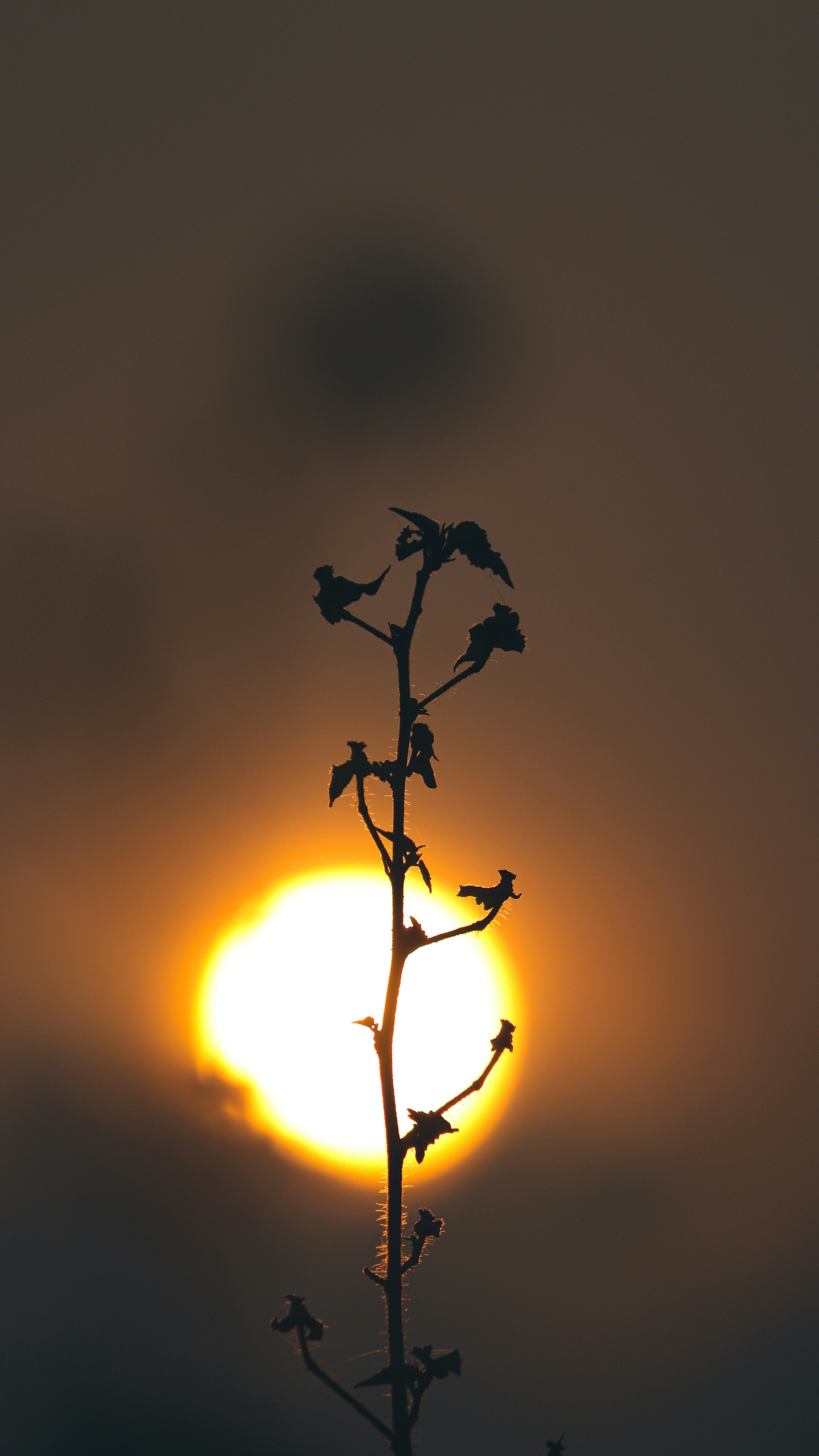 Photo by Saravanan Sudalaimuthu with Canon EOS 200D Mark II