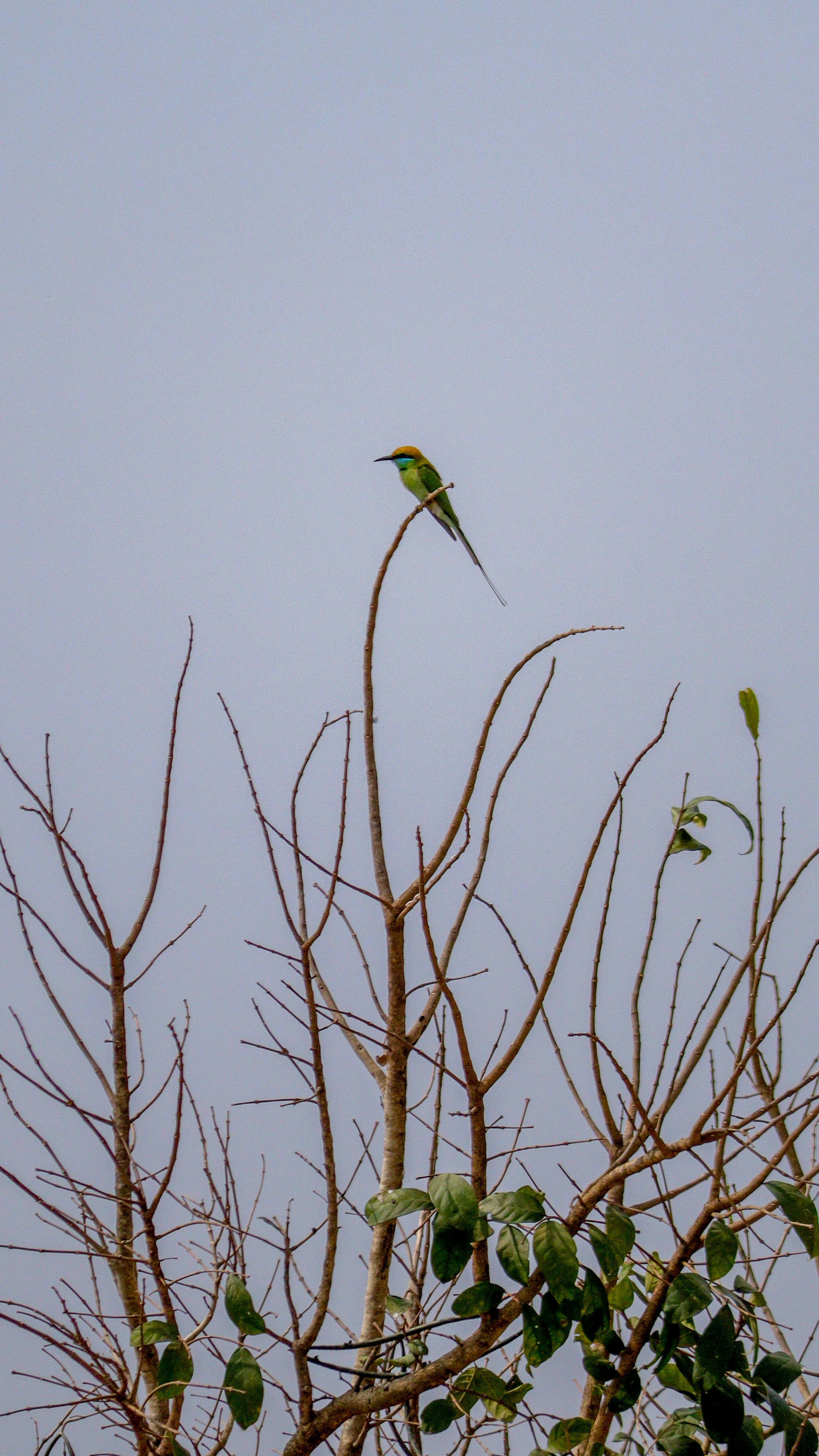 a bird sitting on top of a tree branch