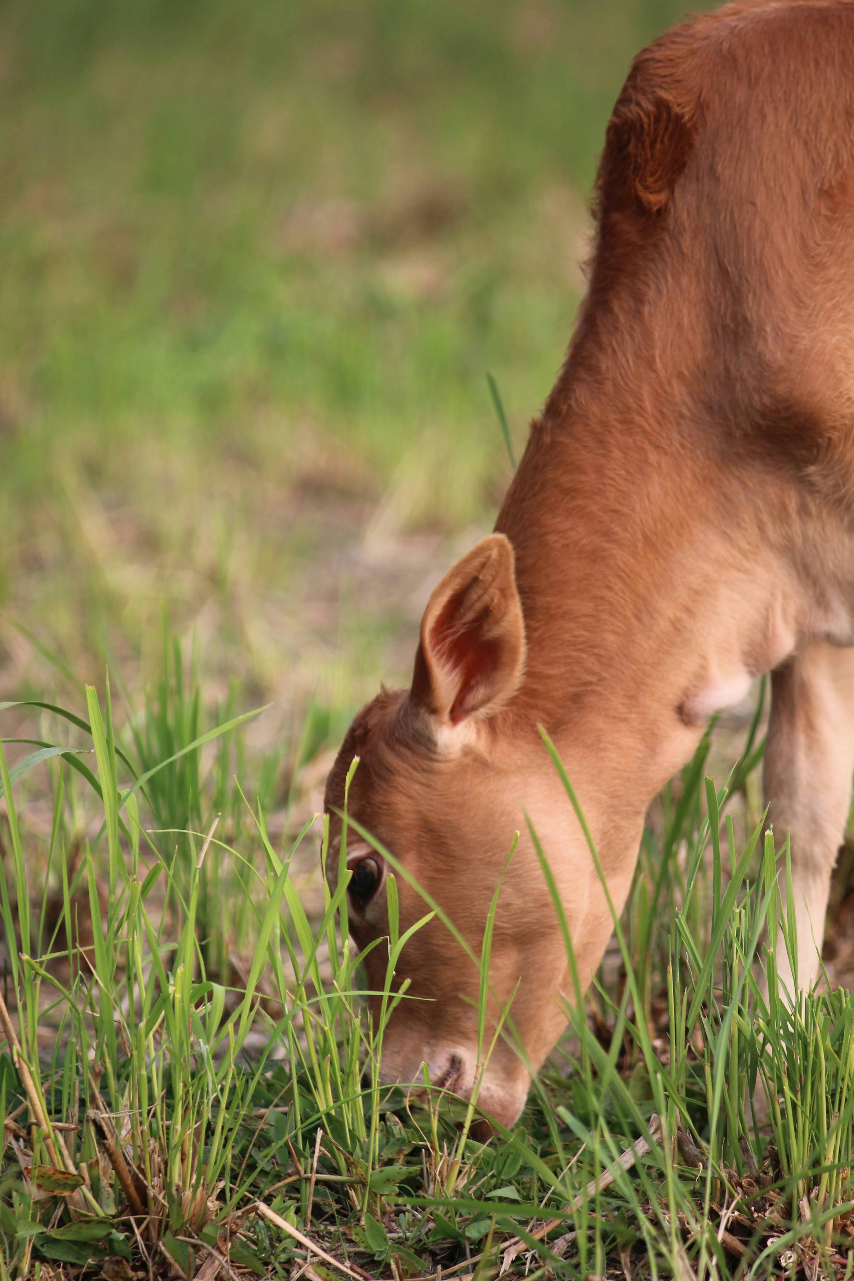 Nose to the Meadow: a close-up study of a brown dog grazing in sunlit grass