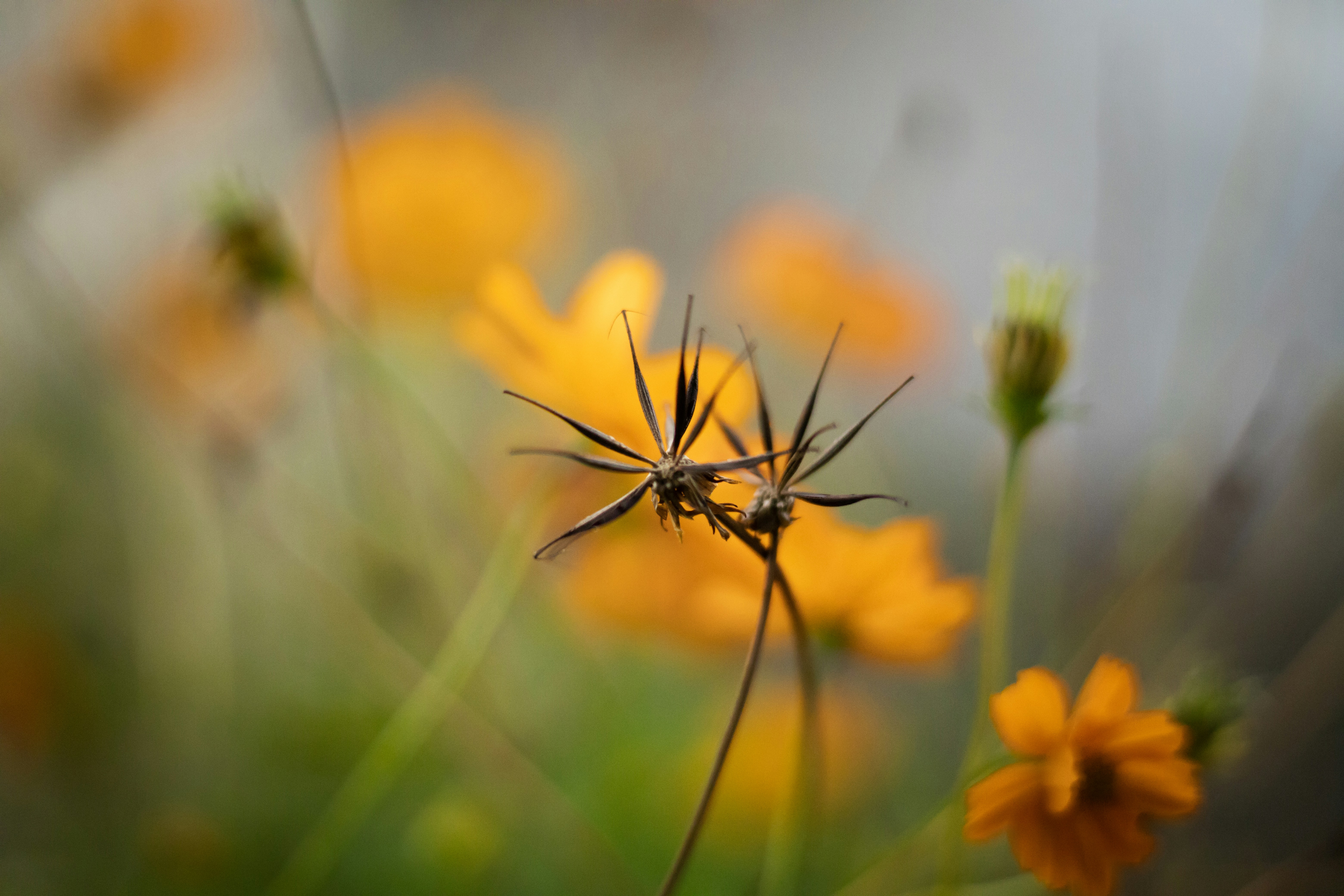 Photo by Rafael Rodrigues with Canon EOS RP