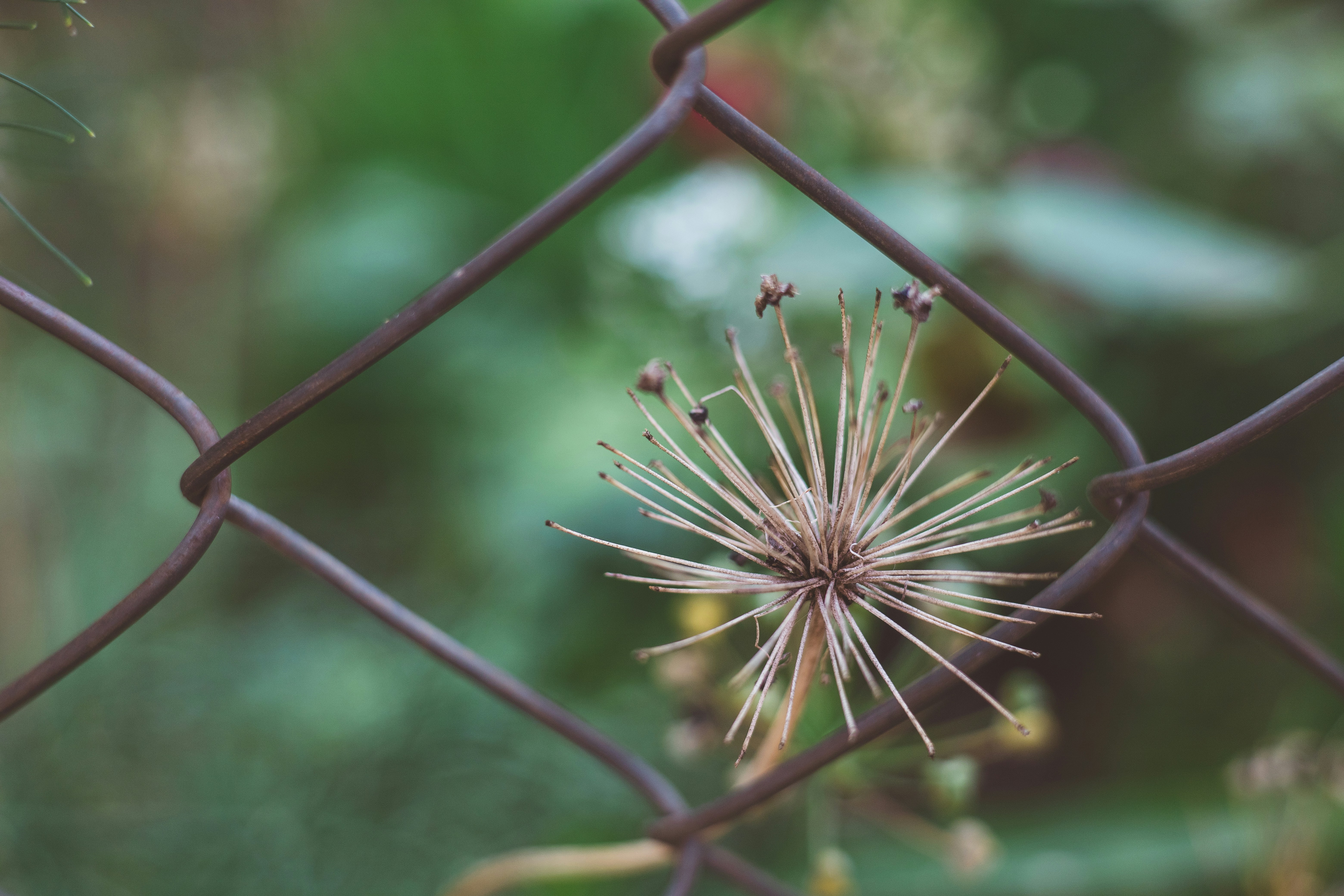 A close up of a plant behind a fence photo – Free Image on Unsplash
