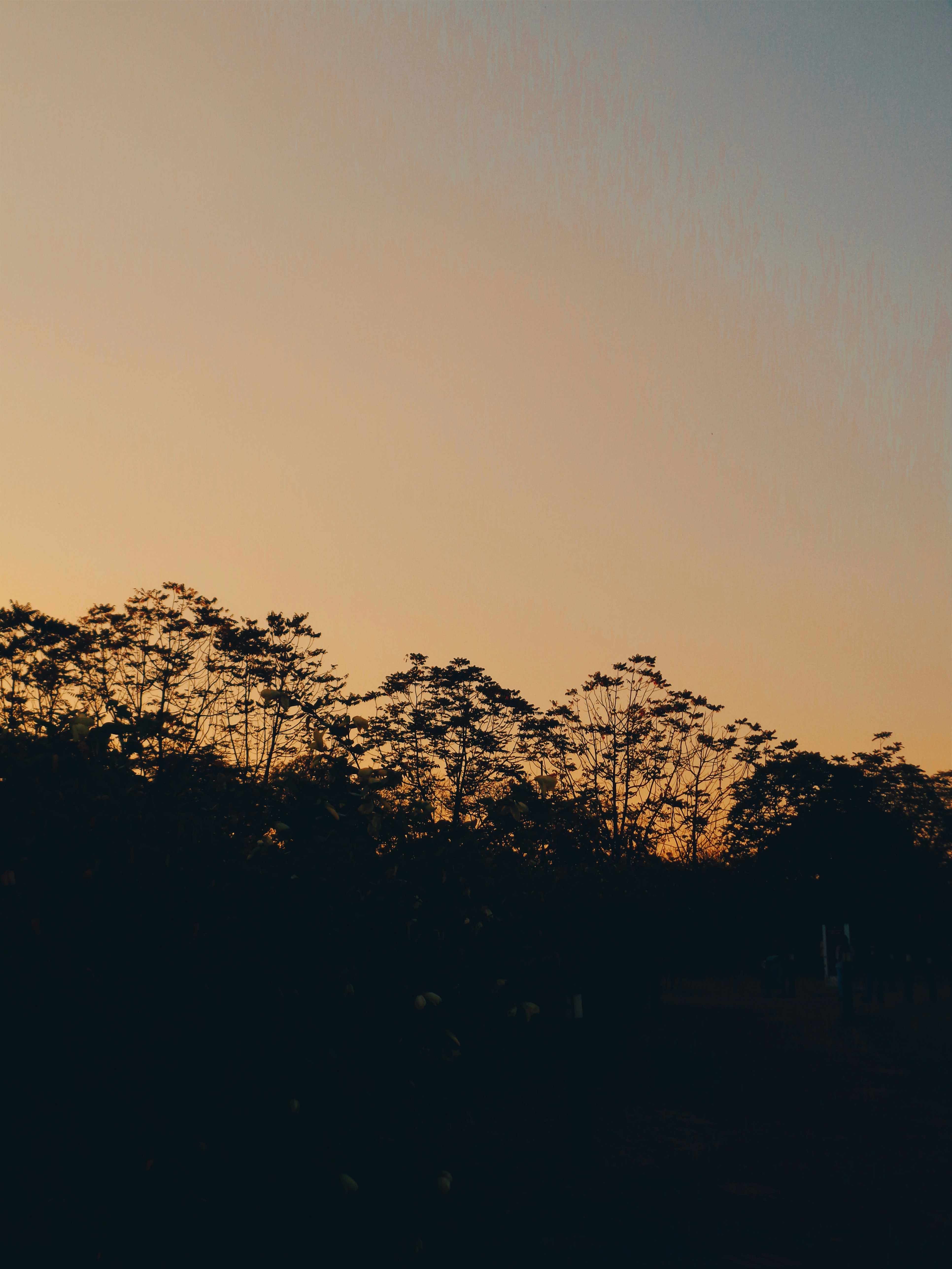 Silhouetted trees against a gradient sky transitioning from orange to deep blue at dusk.