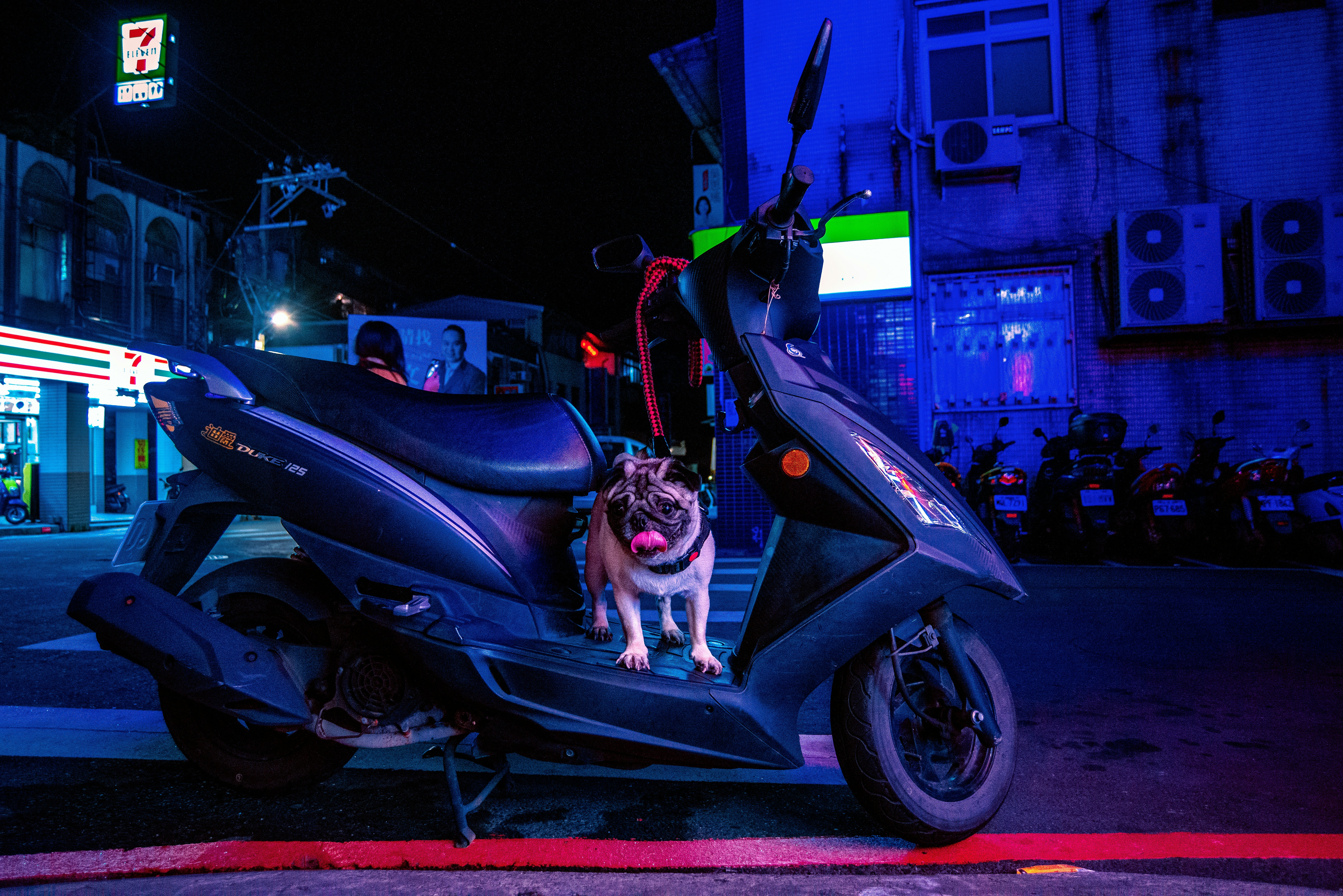 A pug dog sitting on the seat of a scooter photo – Free City Image on ...