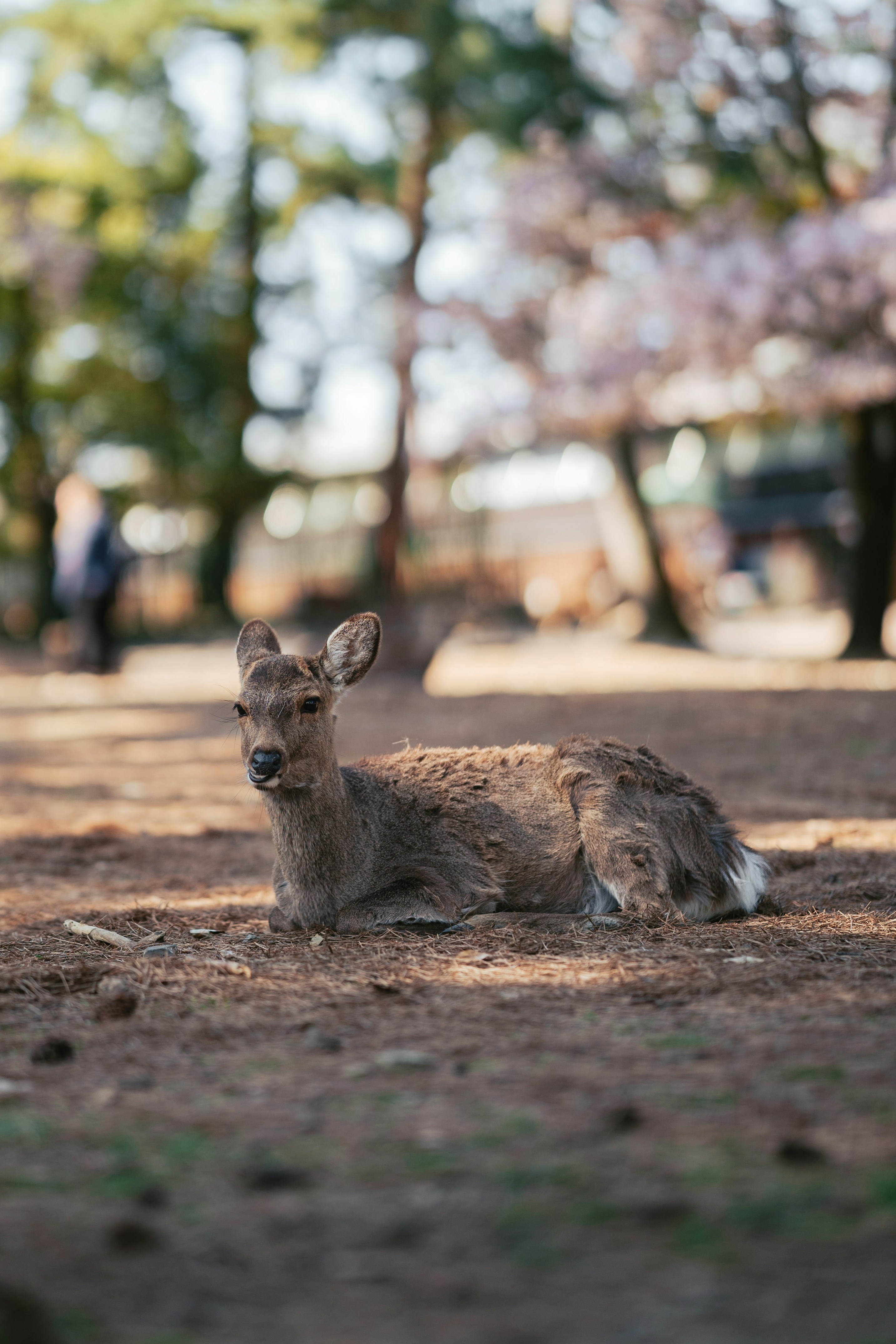 Dappled Stillness: A Fawn Reposes Under Autumn Light