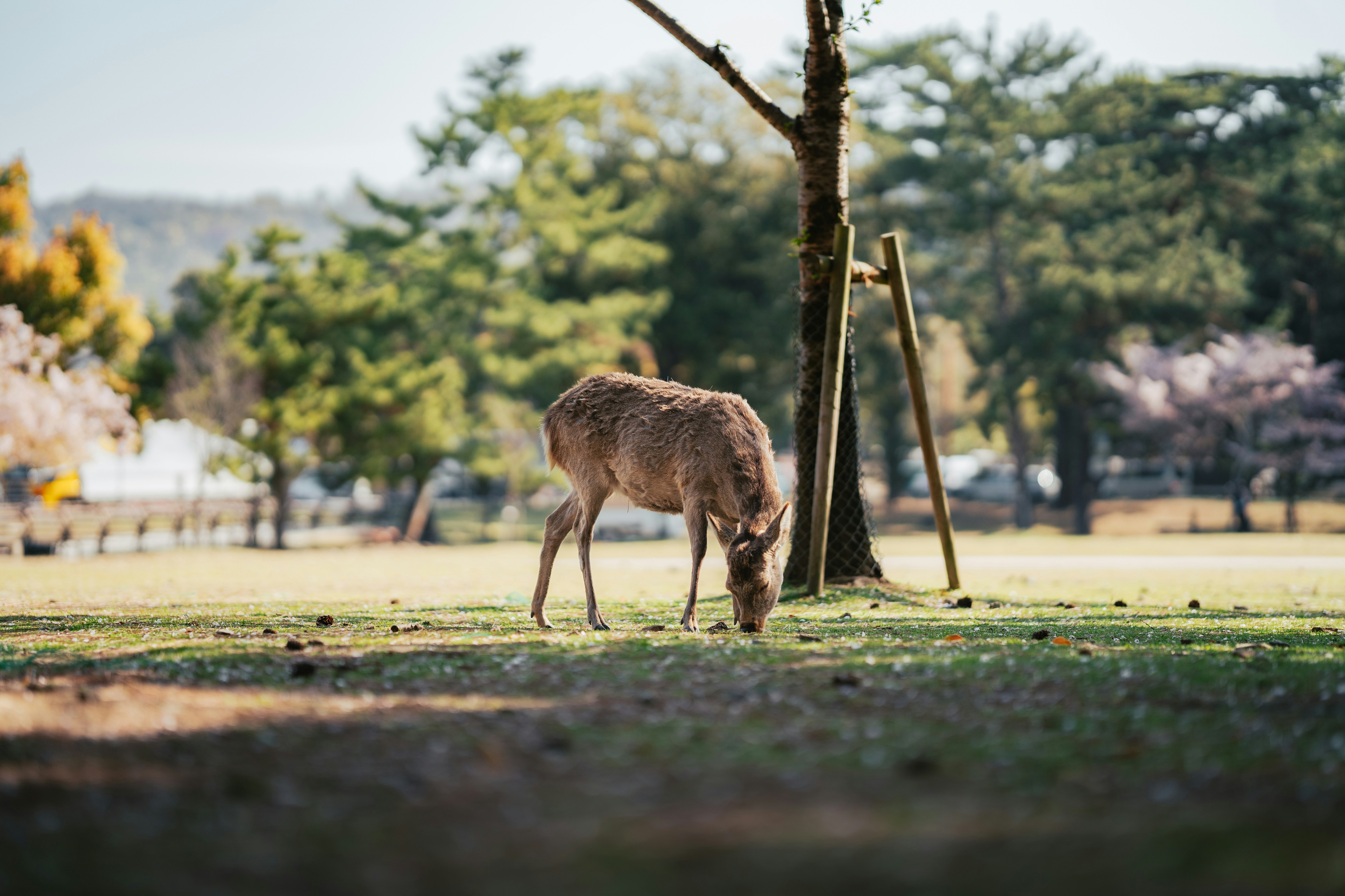 Dappled Quiet: A Deer Grazes in the Park