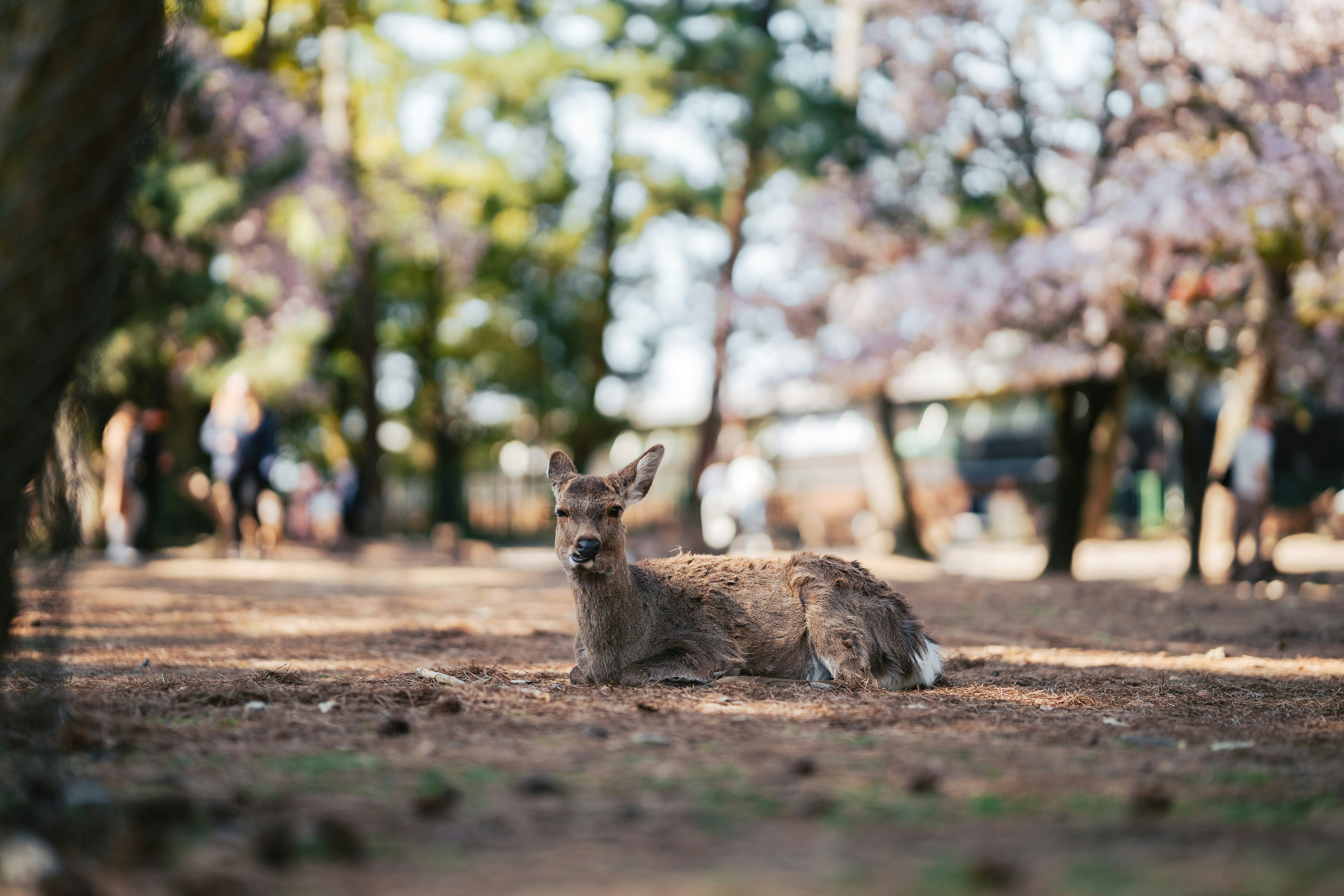 Dappled Quiet: A Deer Resting Along a Sunlit Park Path