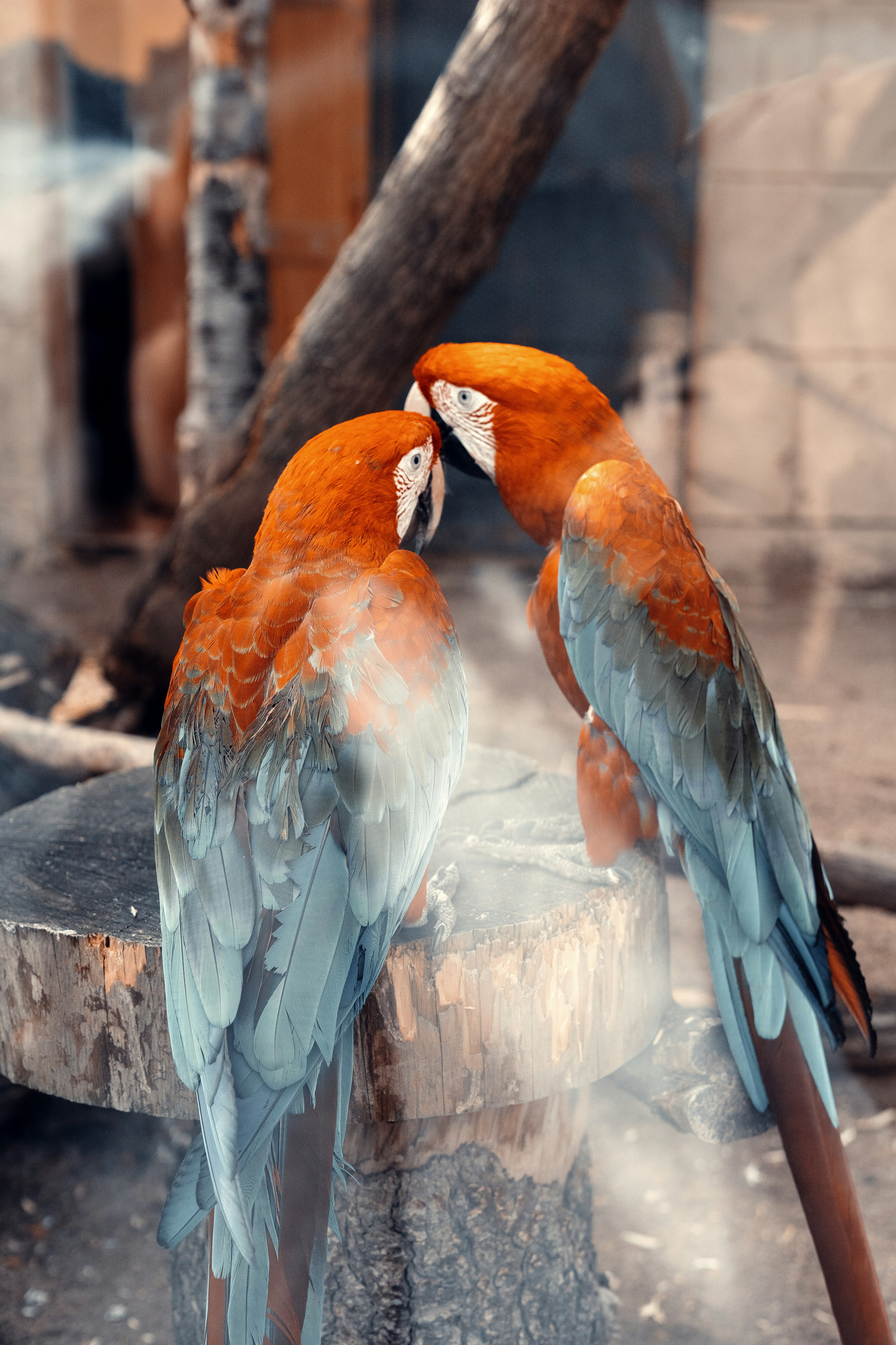 a couple of birds standing on top of a tree stump