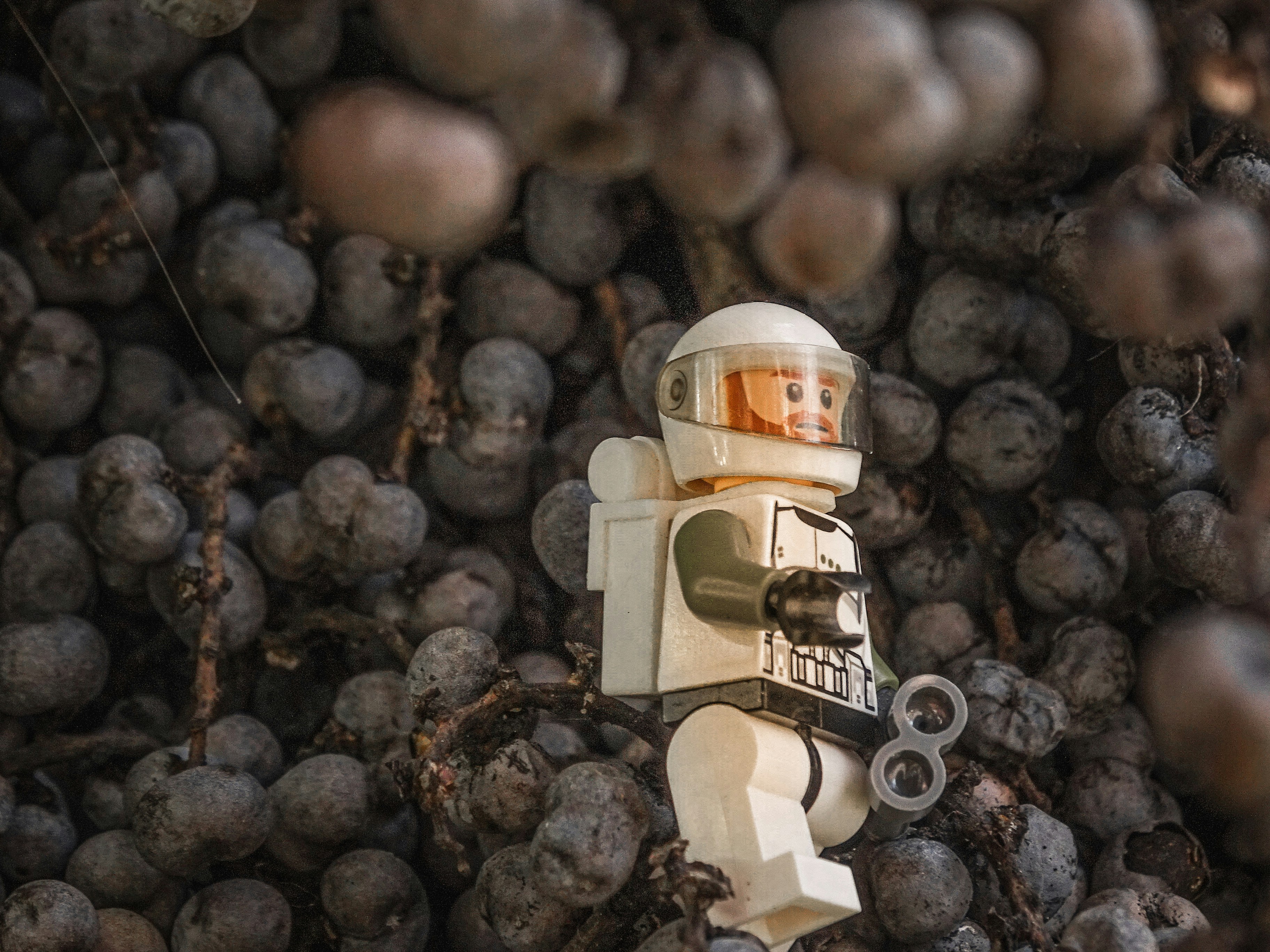 A whimsical Lego astronaut stands among clusters of dark grapes, blending the themes of exploration and nature. The scene captures a playful juxtaposition of space and earth.