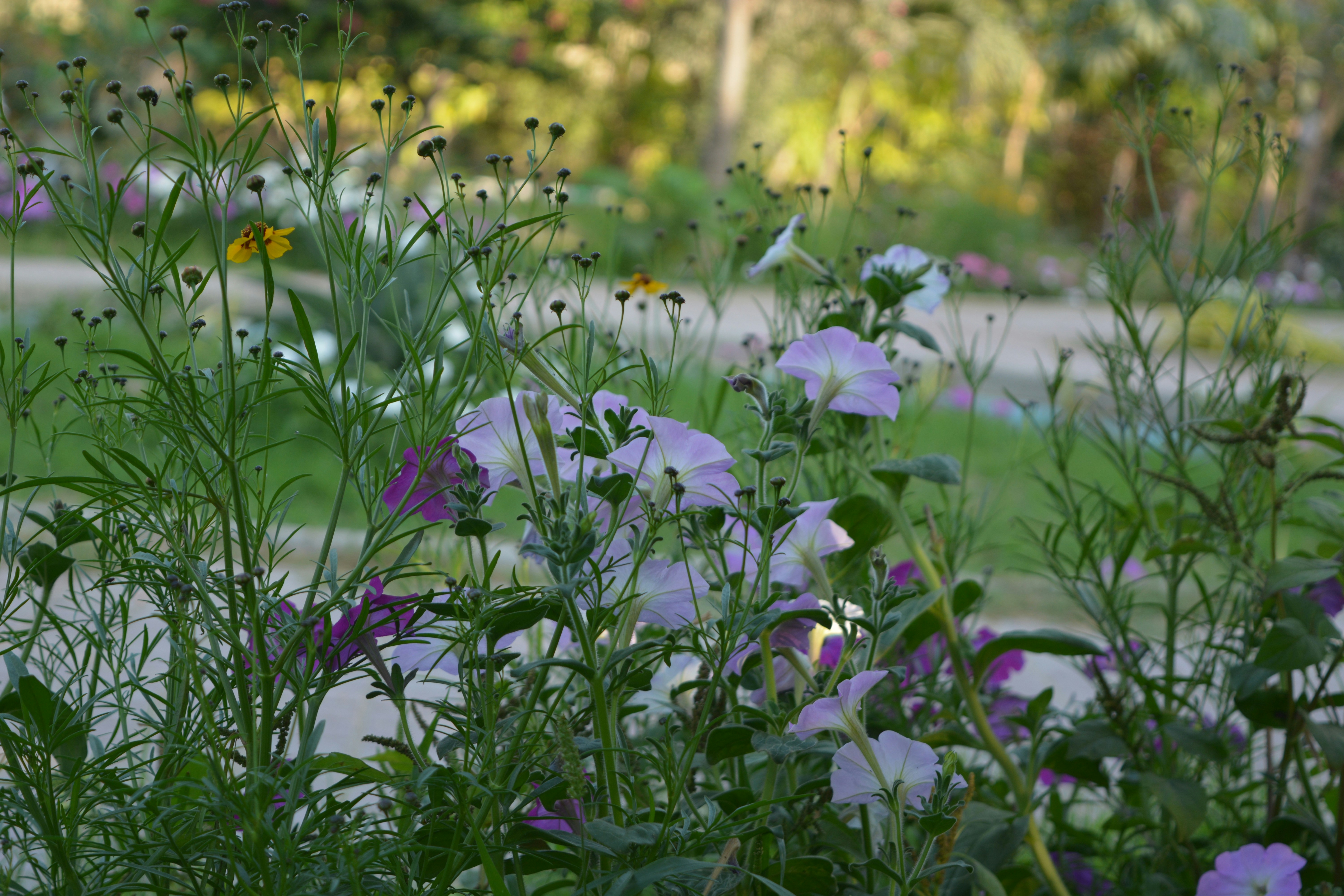 Delicate purple and white wildflowers bask in soft sunlight with a blurred park path in the background.