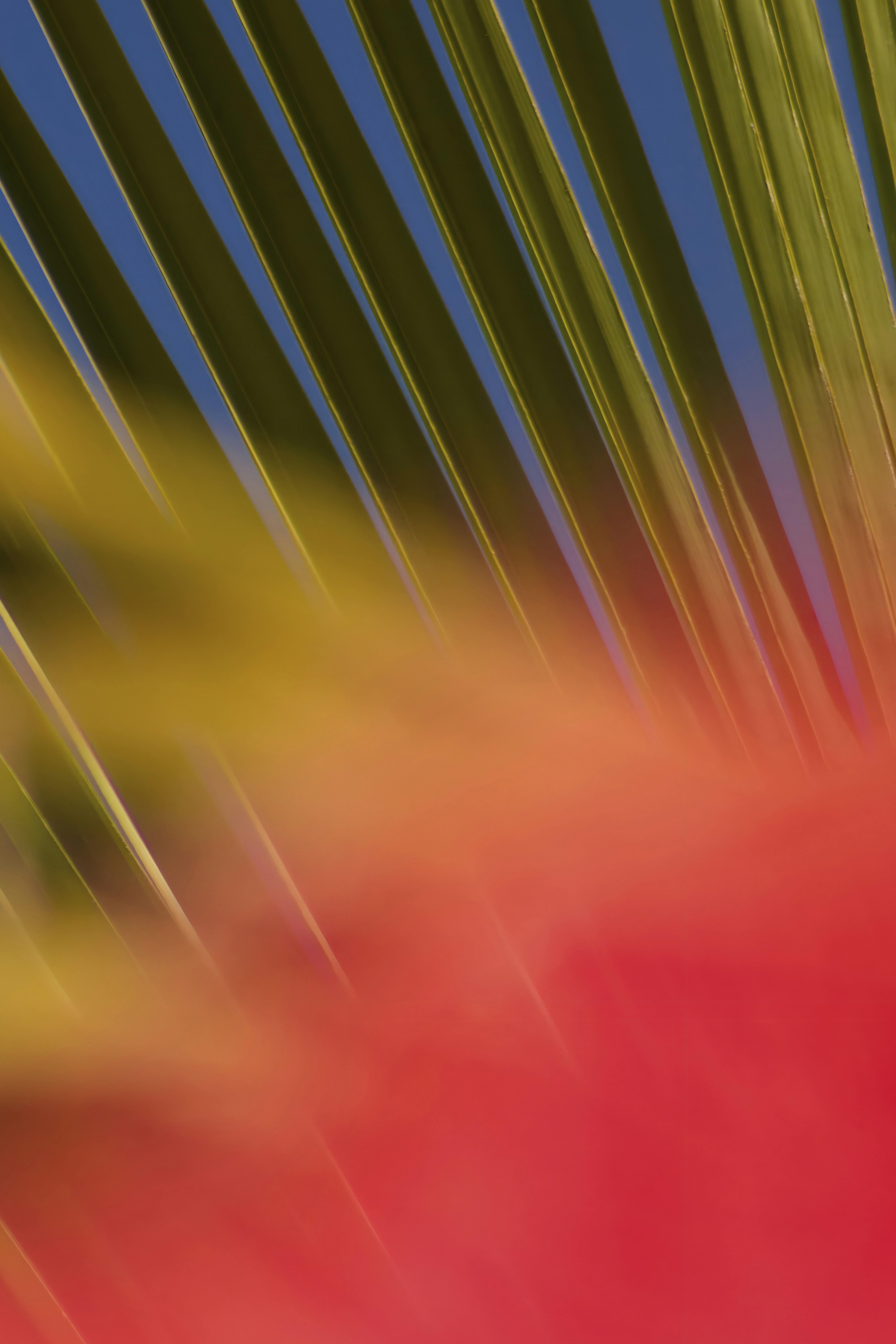 Diagonal Palm Fronds in a Sunset Gradient