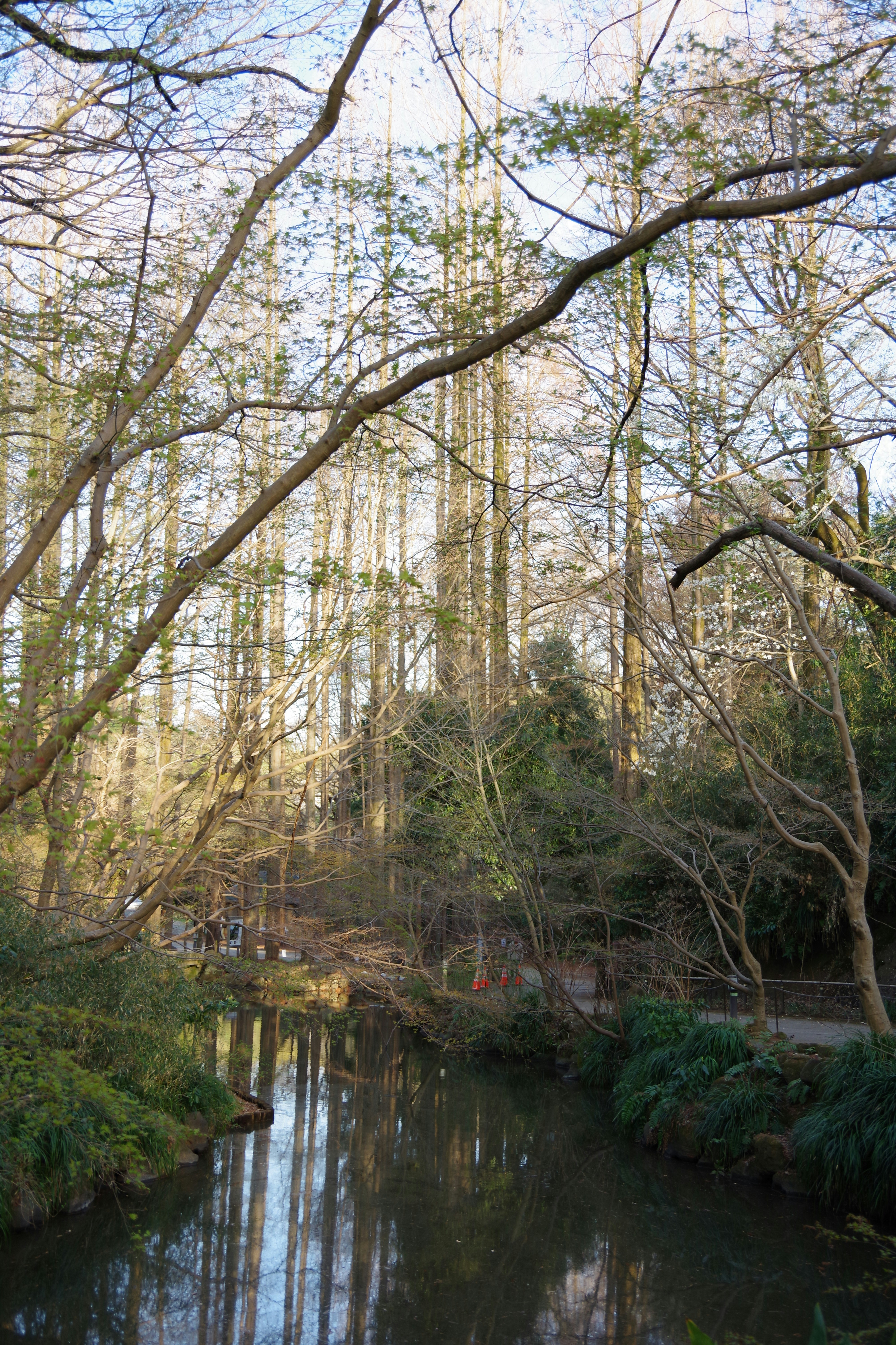 Whispers of Serenity: A Reflection in Nature