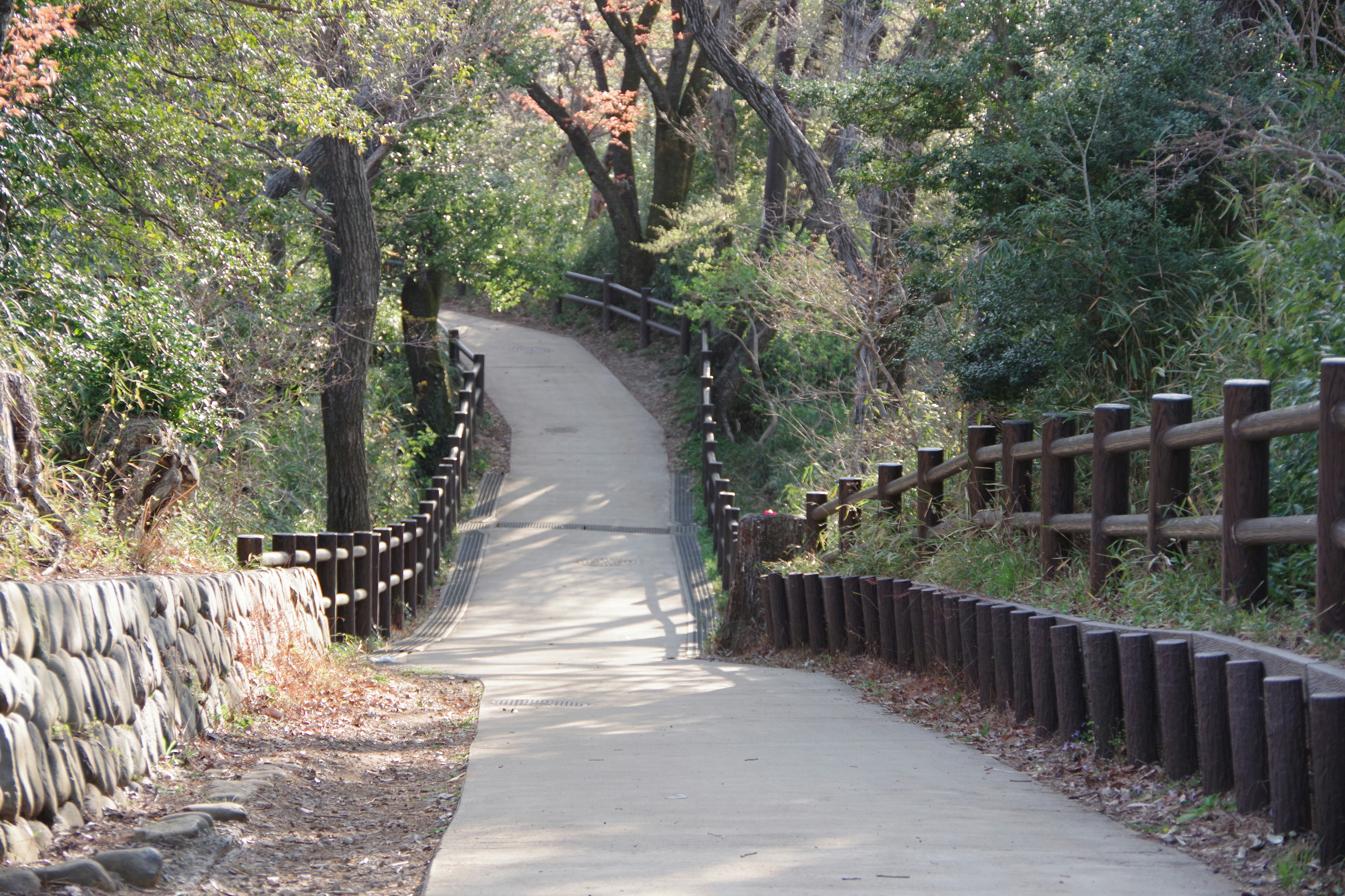 a path in the woods with a wooden fence