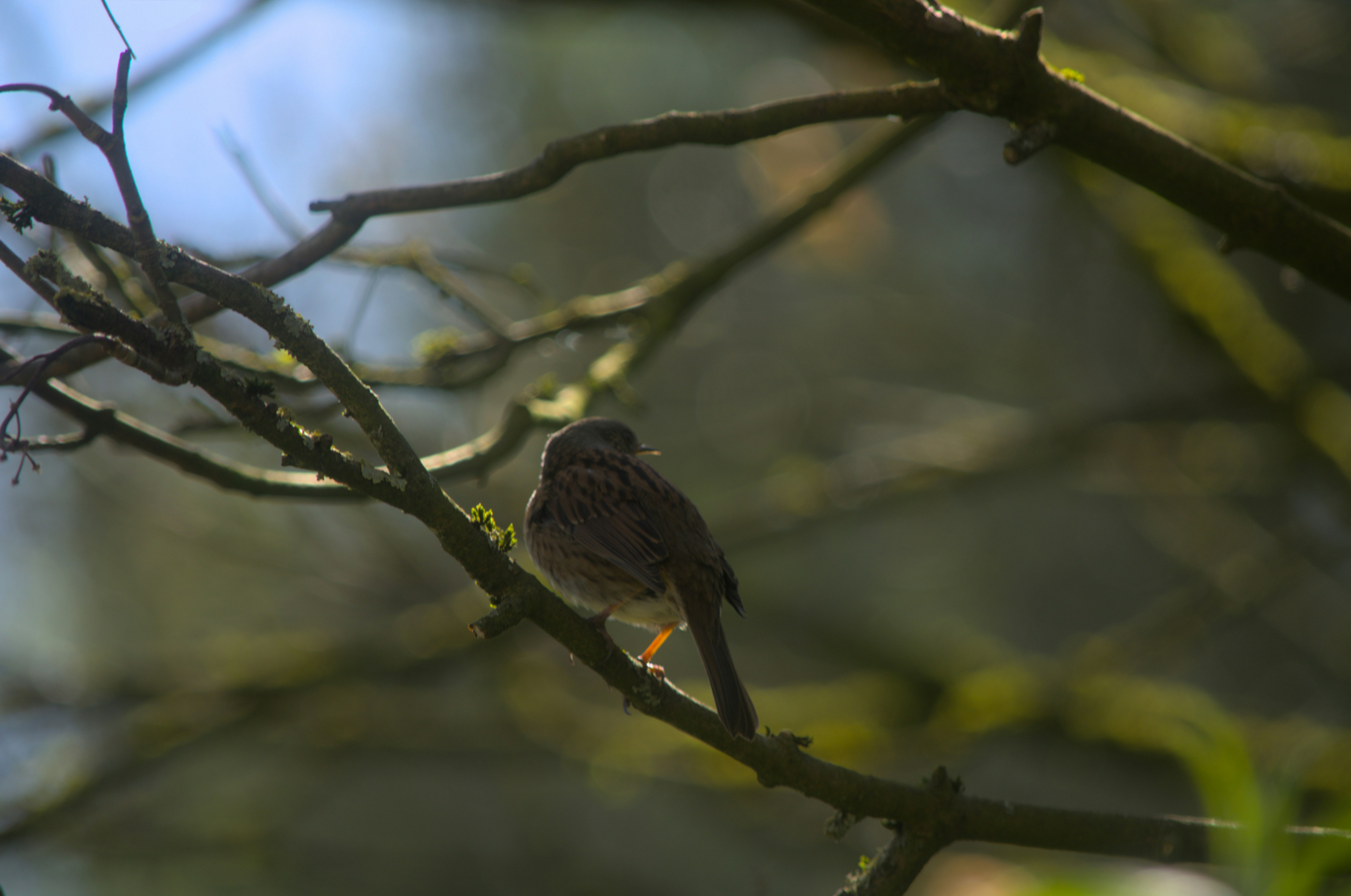 A small bird perched on a branch, partially obscured by foliage, basking in soft sunlight.