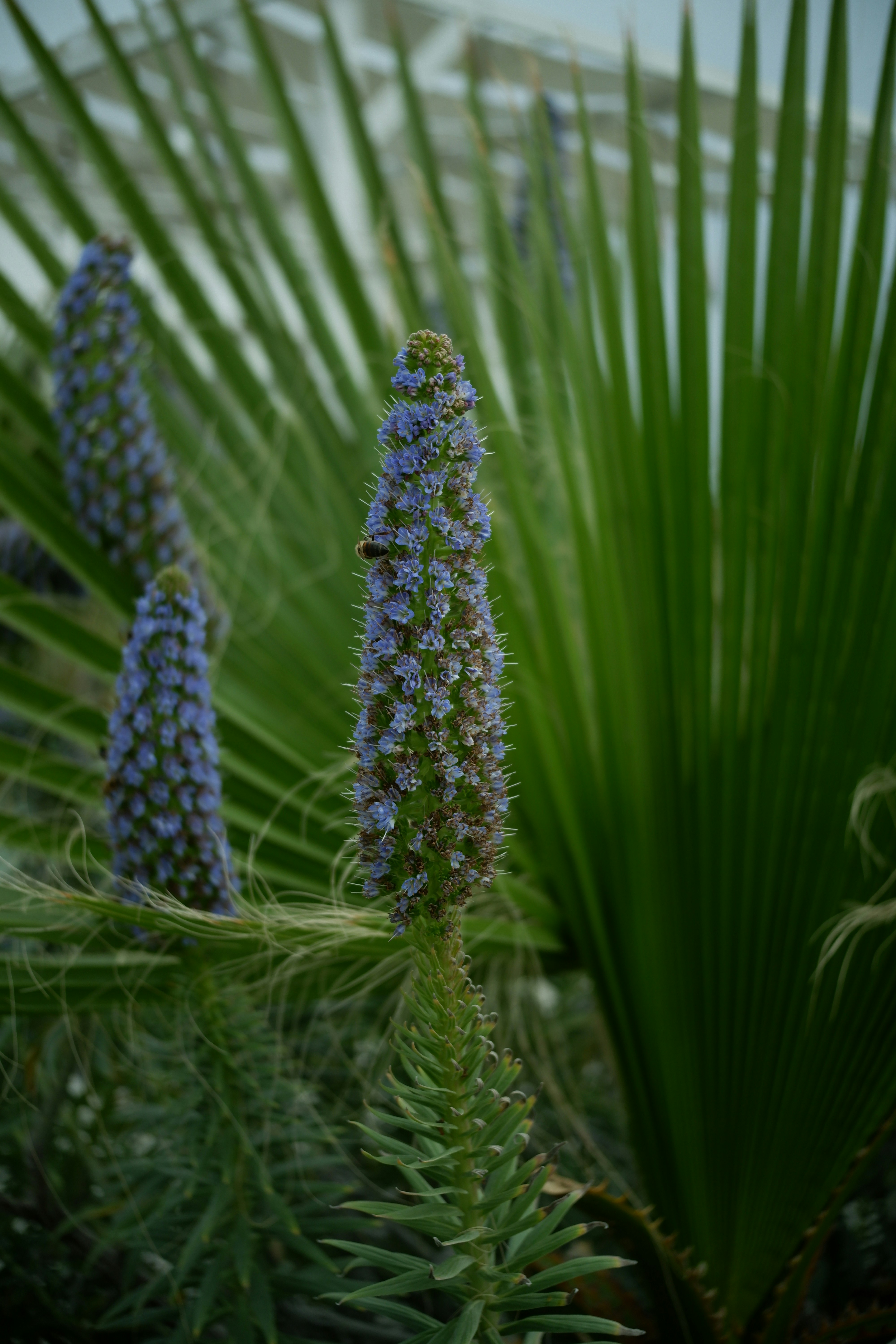 a close up of a plant with blue flowers