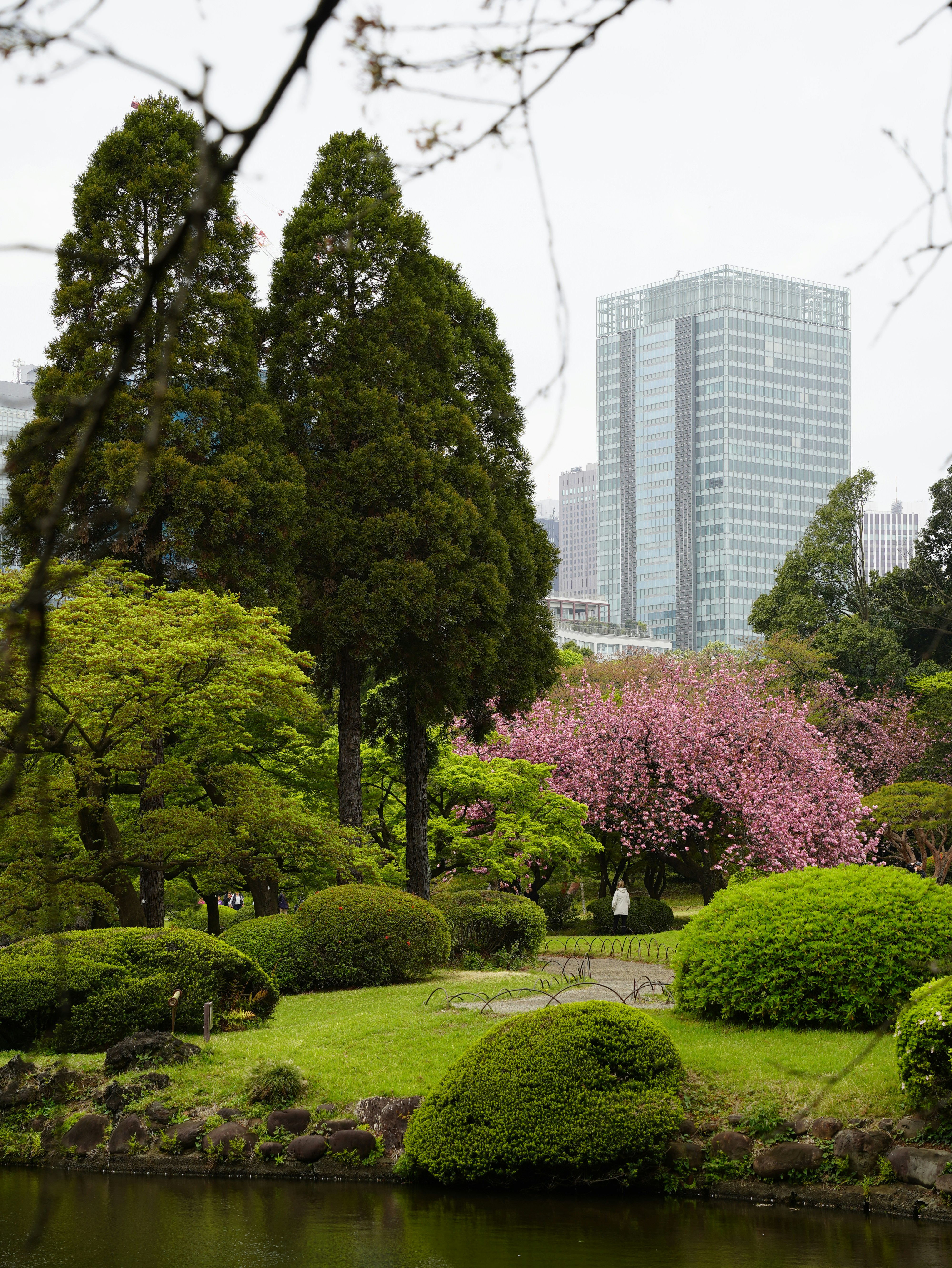 Sakura at Shinjuku’s Gyoen National Garden