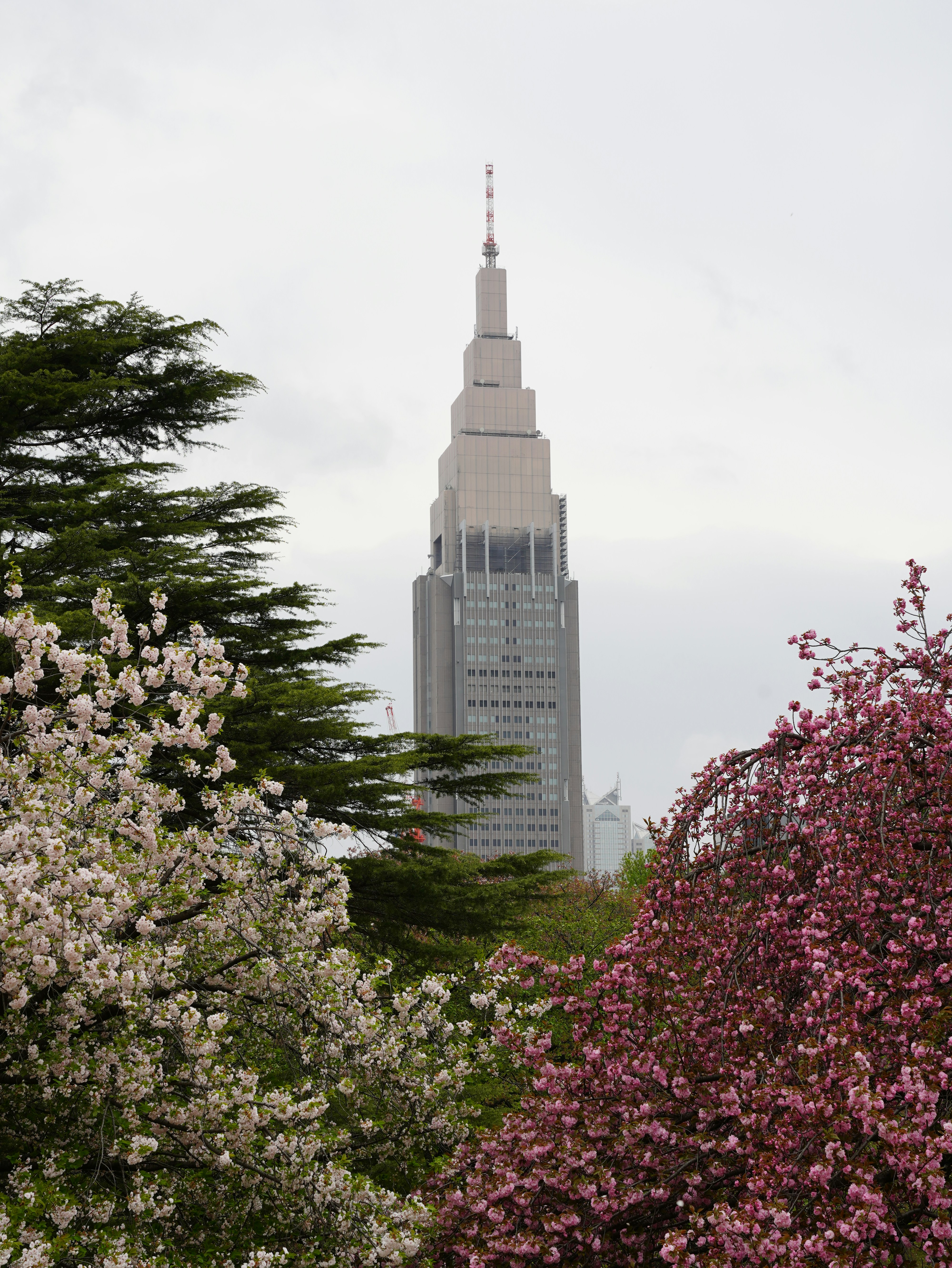 Sakura at Shinjuku’s Gyoen National Garden