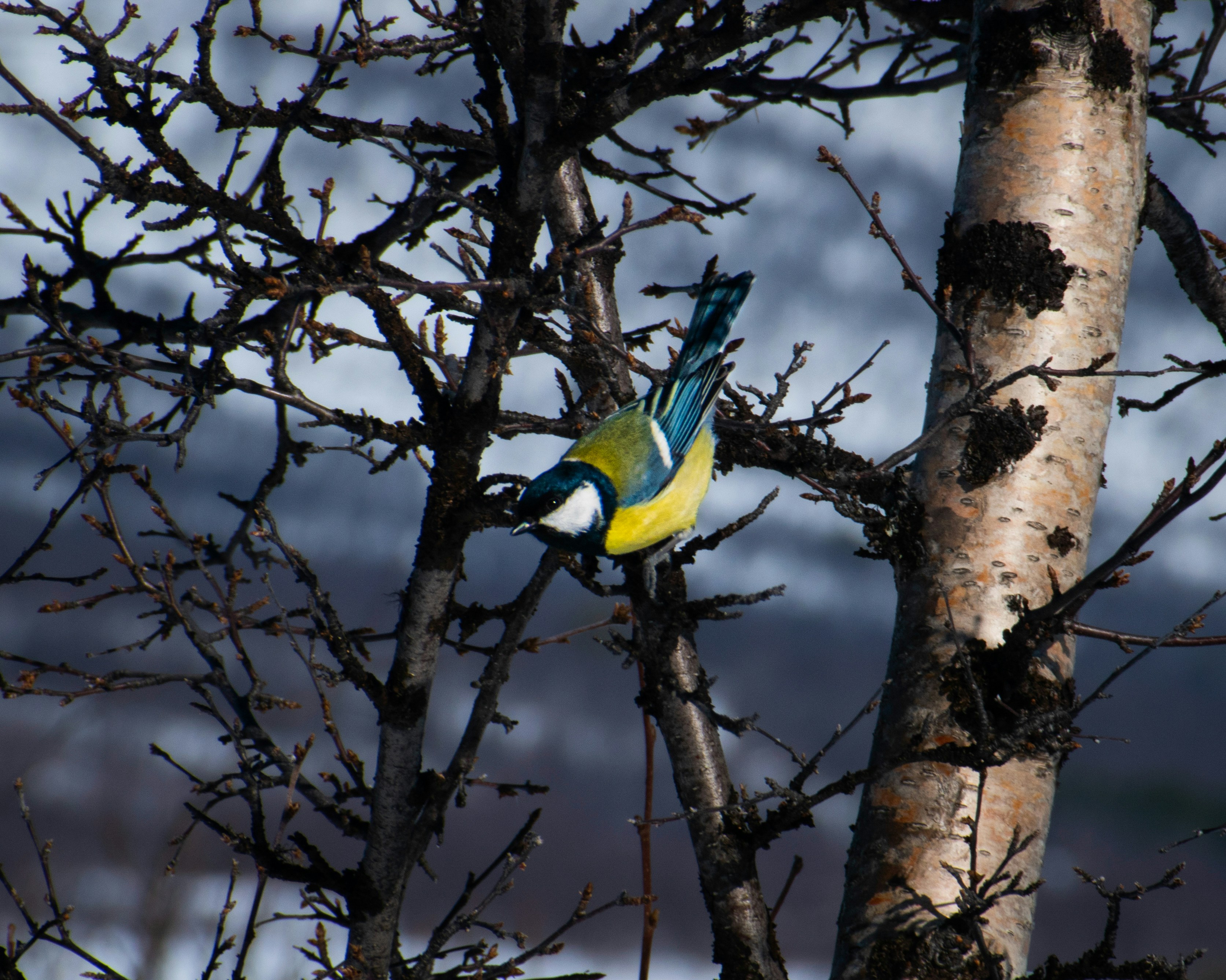 a bird perched on top of a tree branch