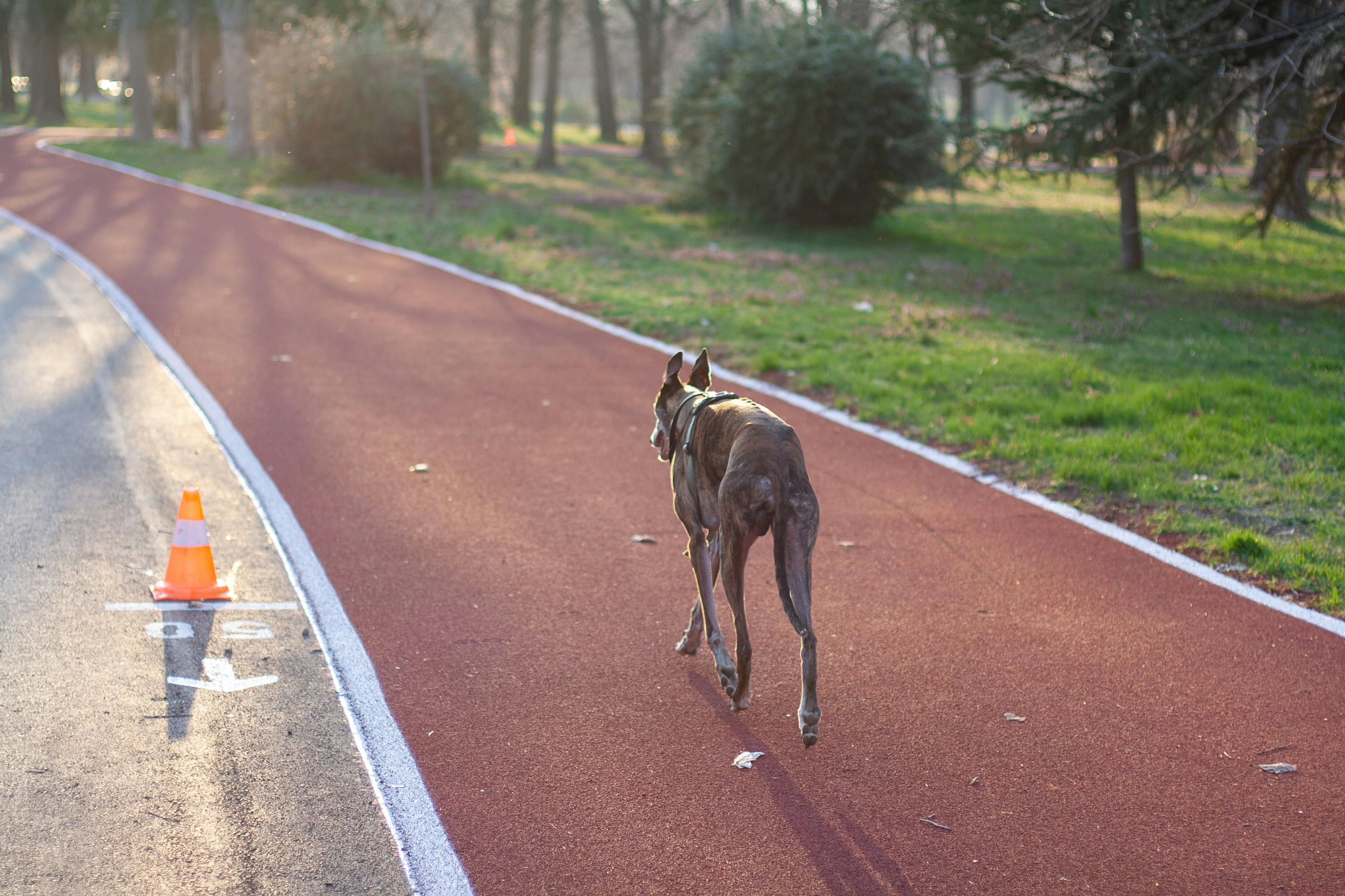 Light walk on the tarmac. Typical cheerful greyhound walk with no feet touching the ground.