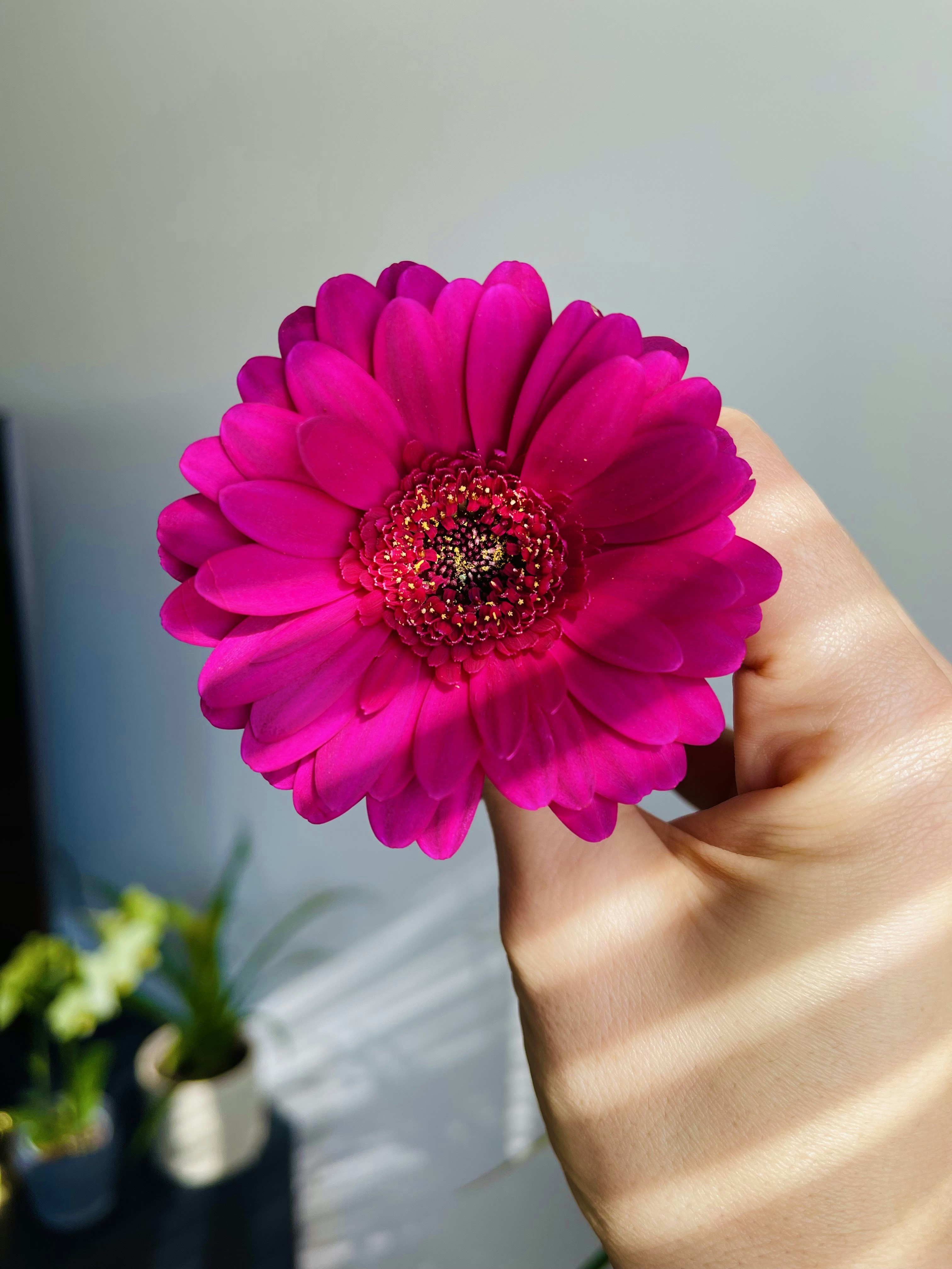 a person holding a pink flower in their hand