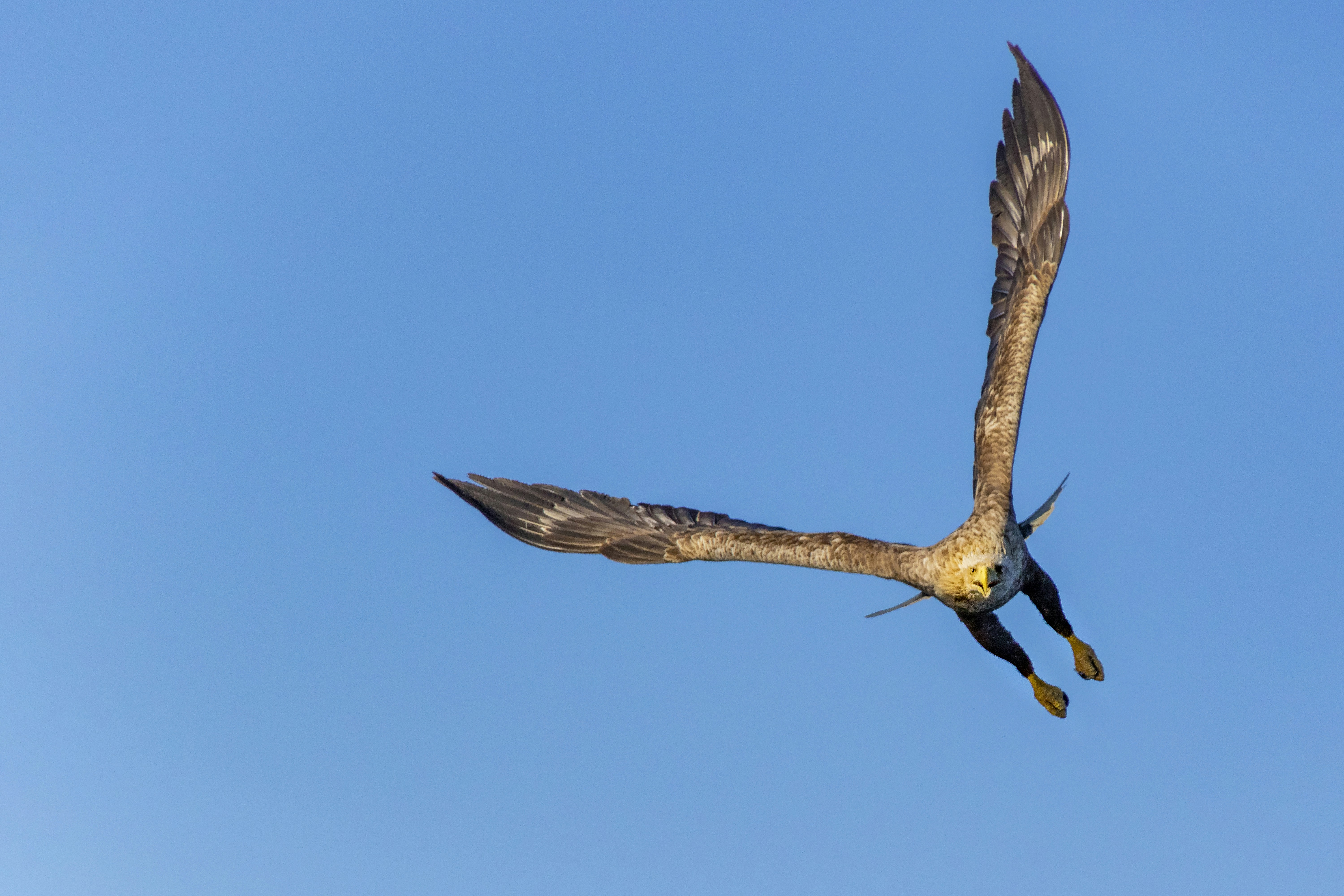 Winged Drift Above the Azure: A Seabird in Clean Sky