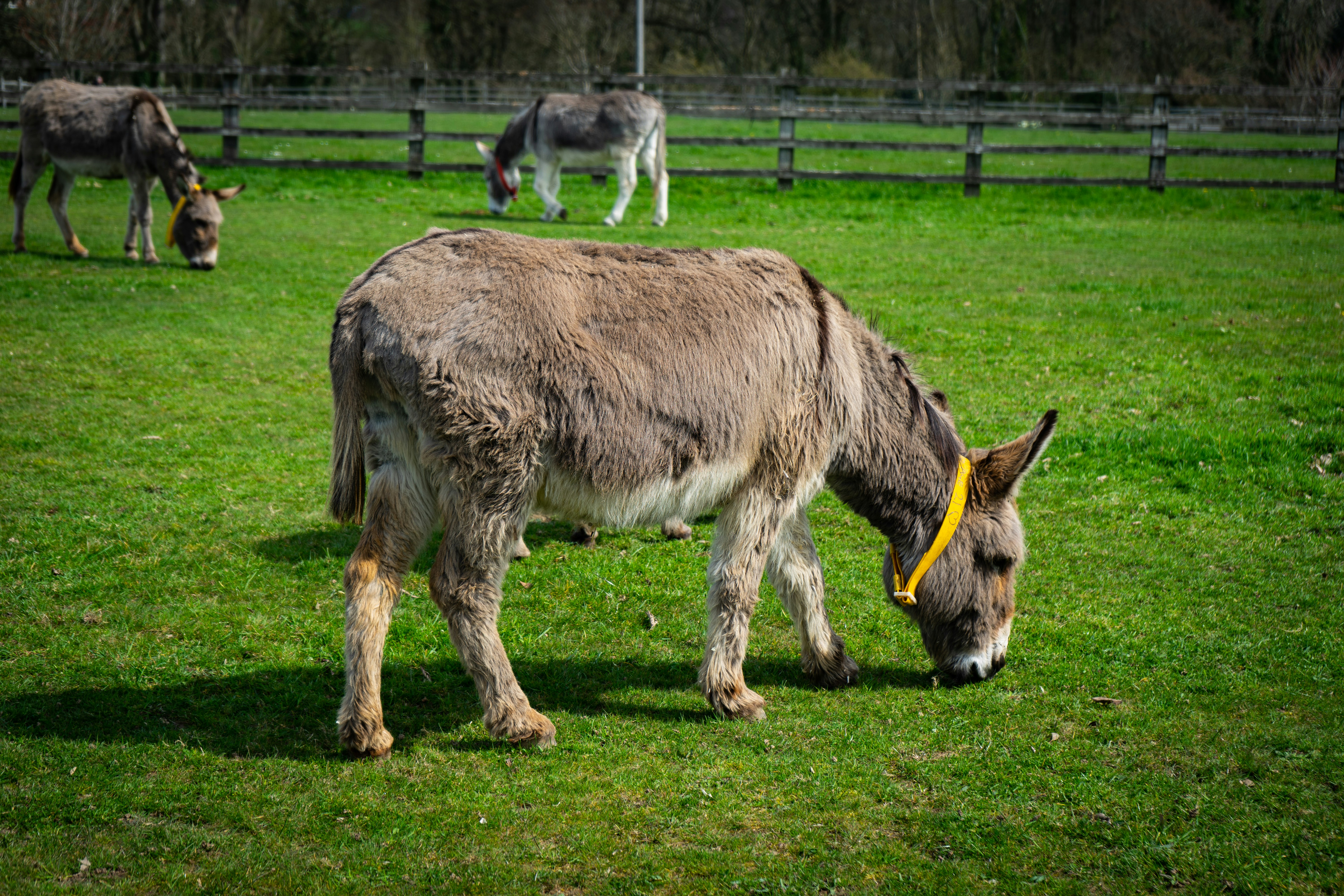 a donkey eating grass in a fenced in area