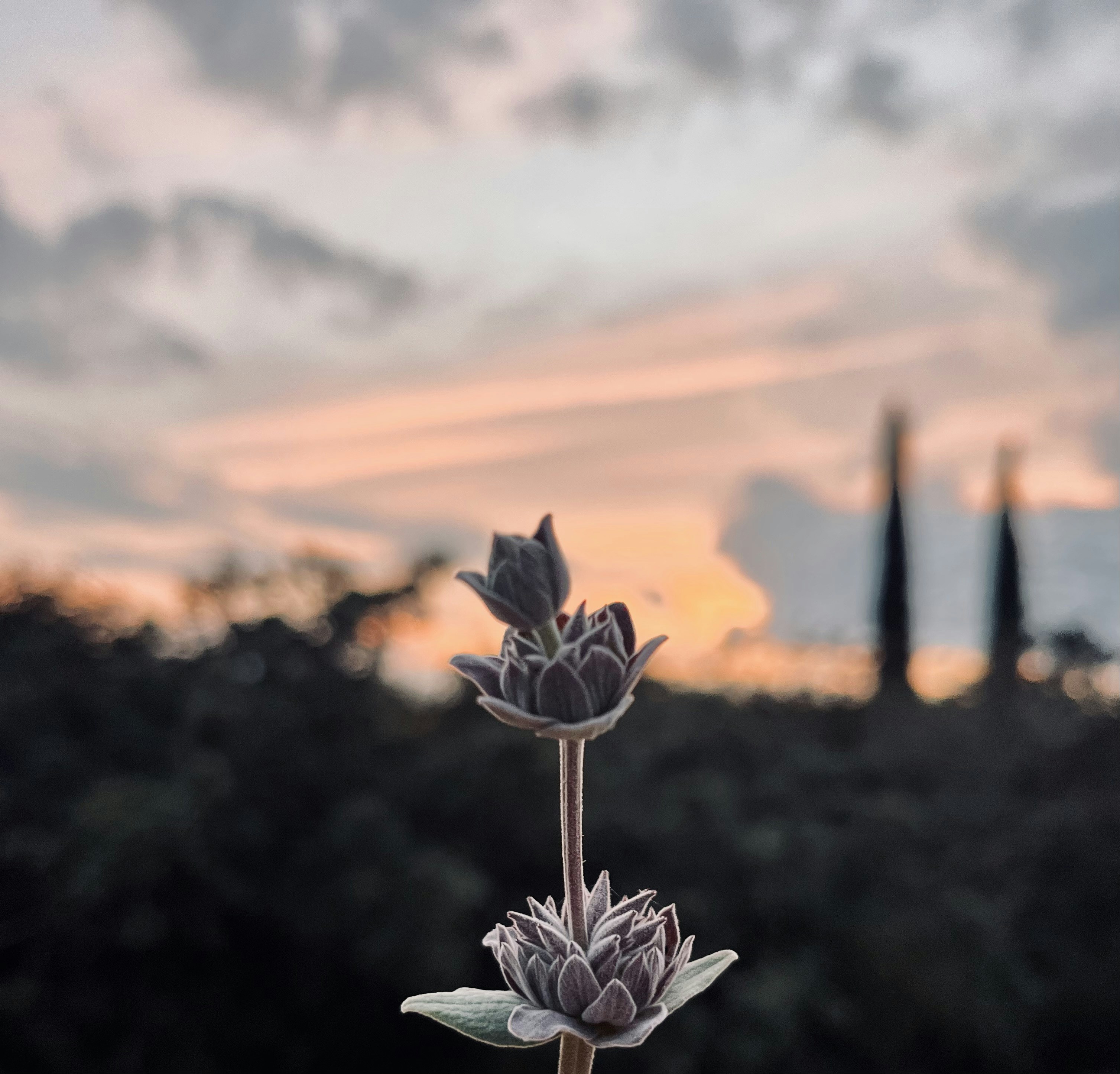 Frosted Rosettes Against Twilight: a single stem in sharp relief