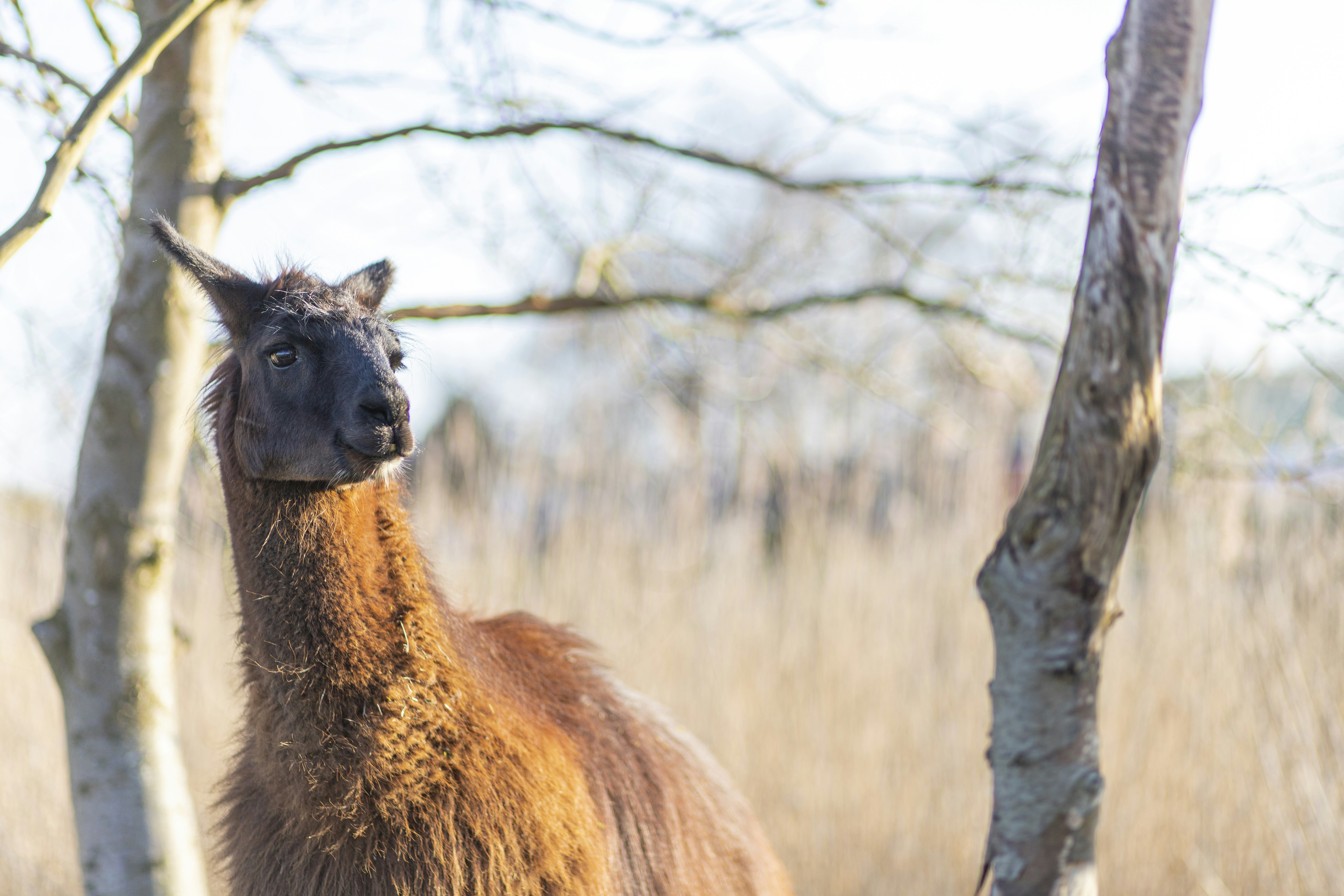Llama in a Sunlit Clearing: Quiet Watcher Among Bare Branches