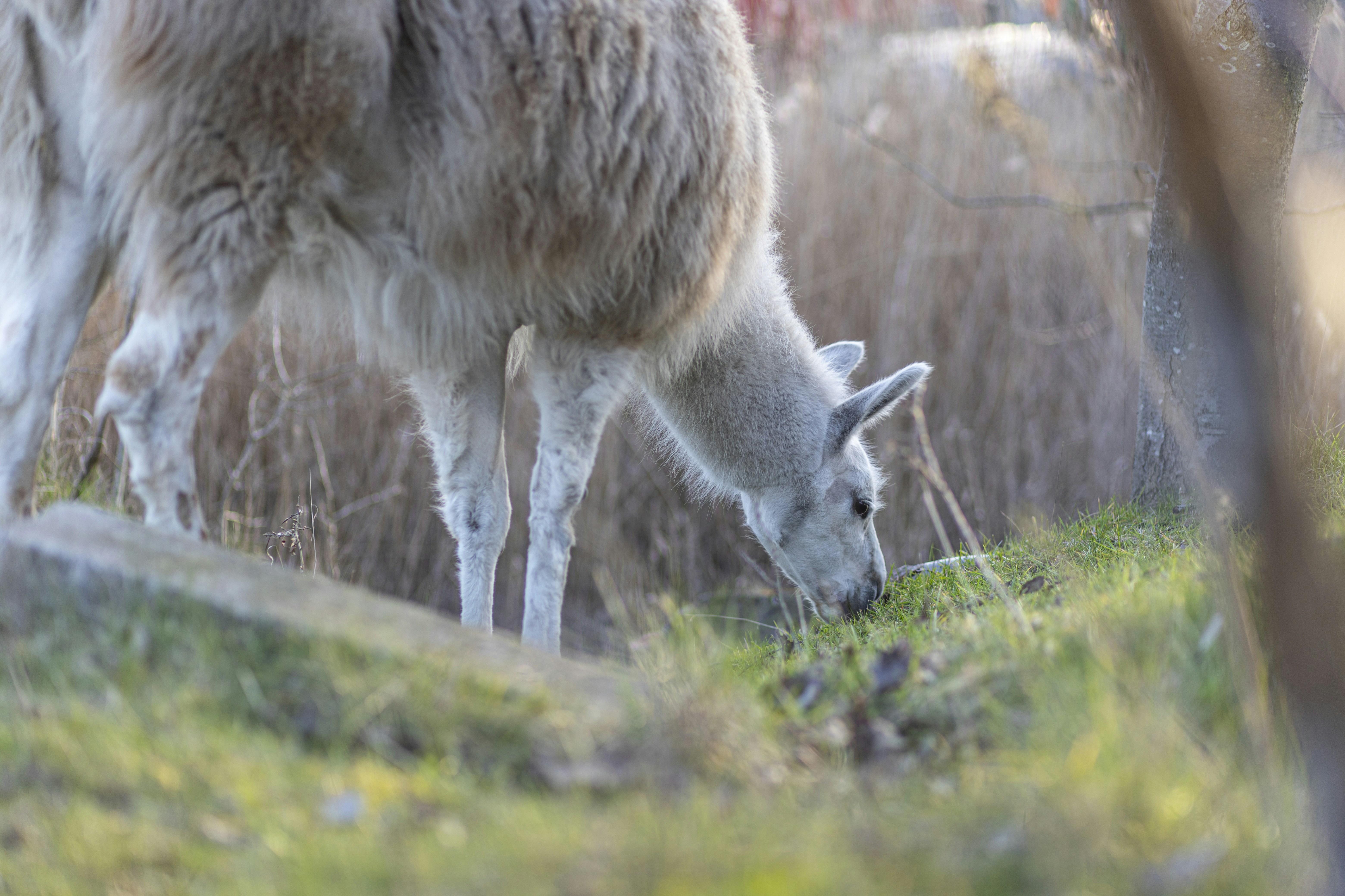 Grazing Alpaca in Gentle Morning Light on a Quiet Grass Slope