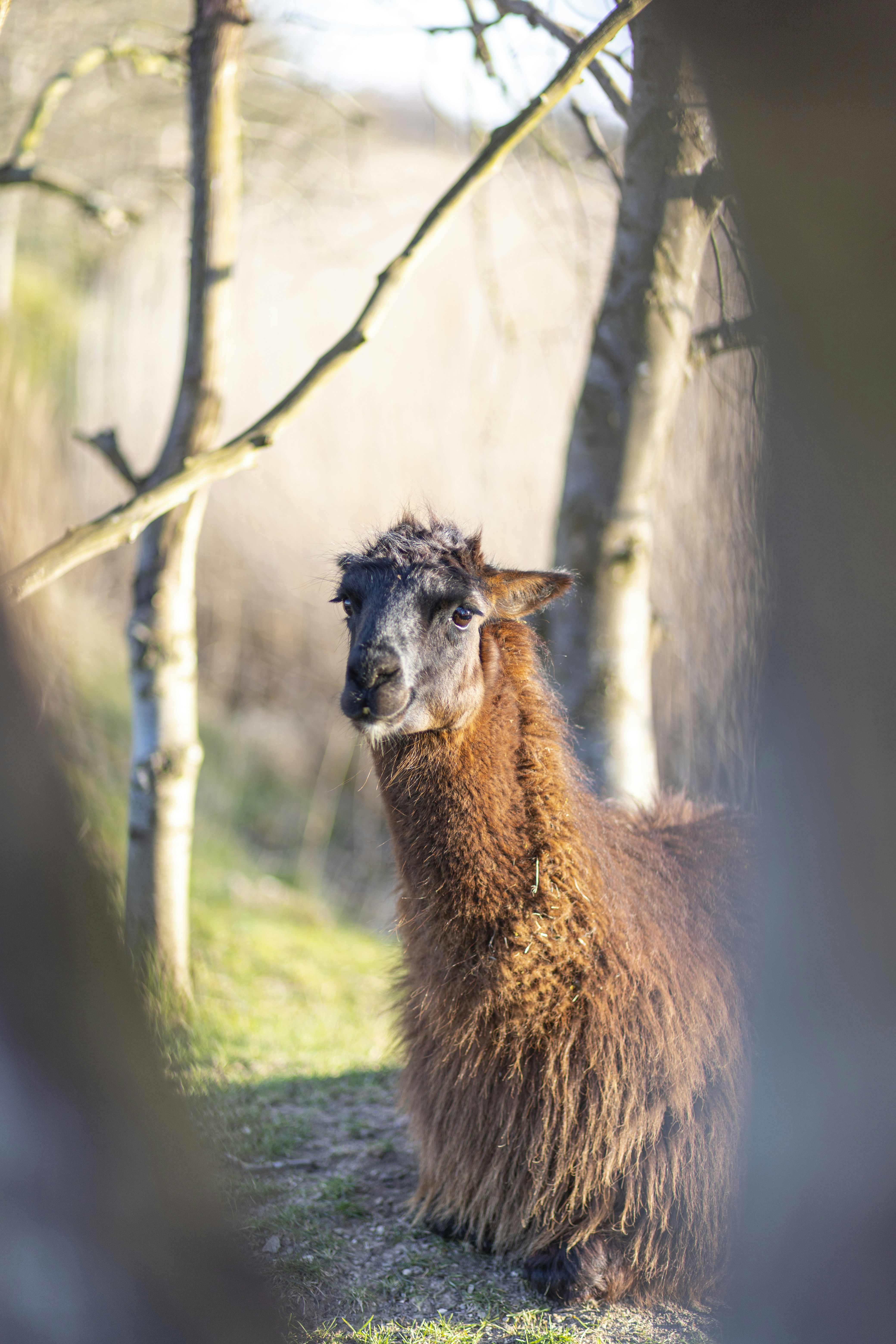 Curious Llama Peering Through Tree Gaps