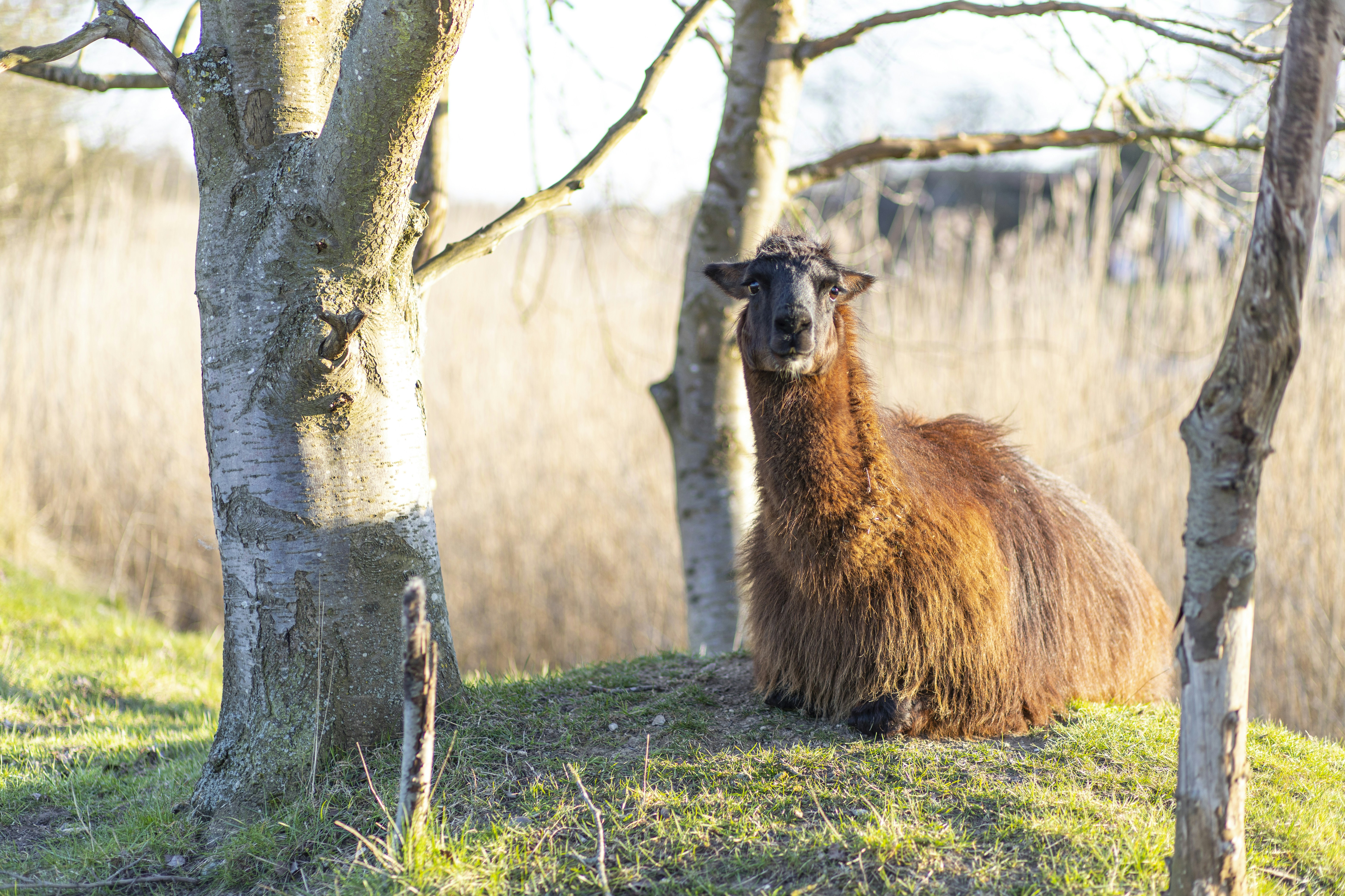 Golden Hour Llama: Resting Among the Slender Trees