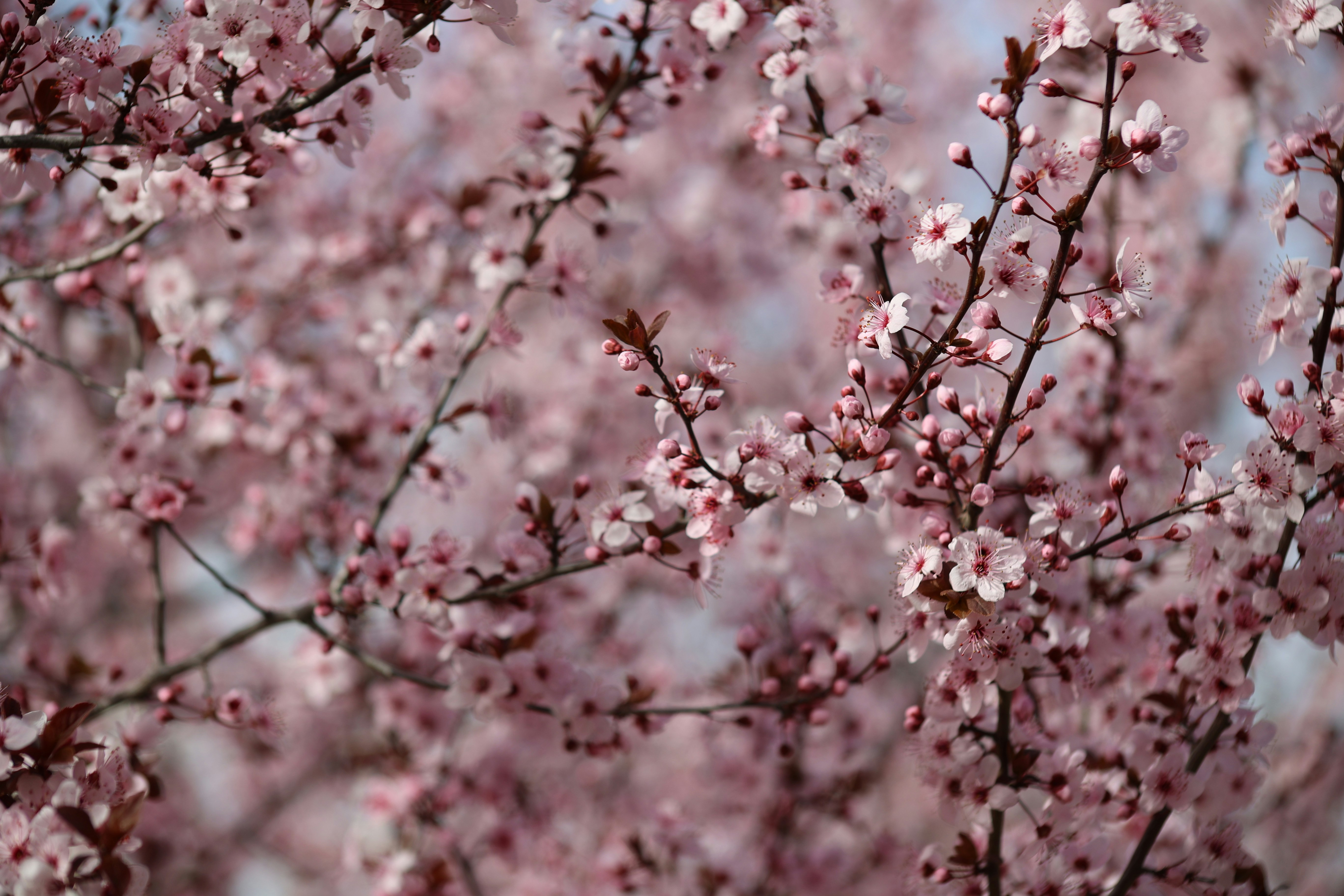 Close-up of cherry blossoms with delicate pink petals on thin branches.