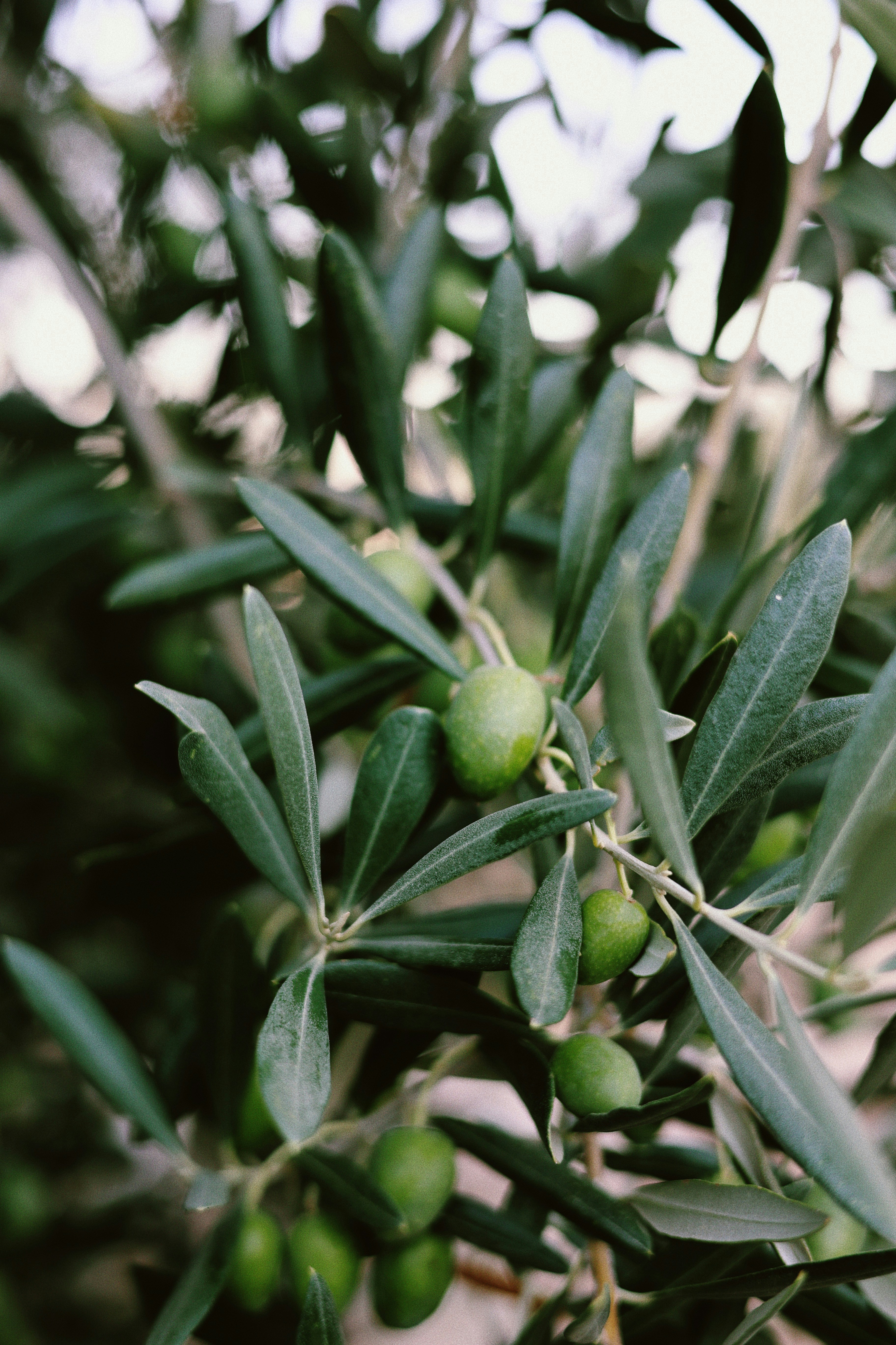 Olive Branch Portrait: Green Orbs Amid Narrow Leaves