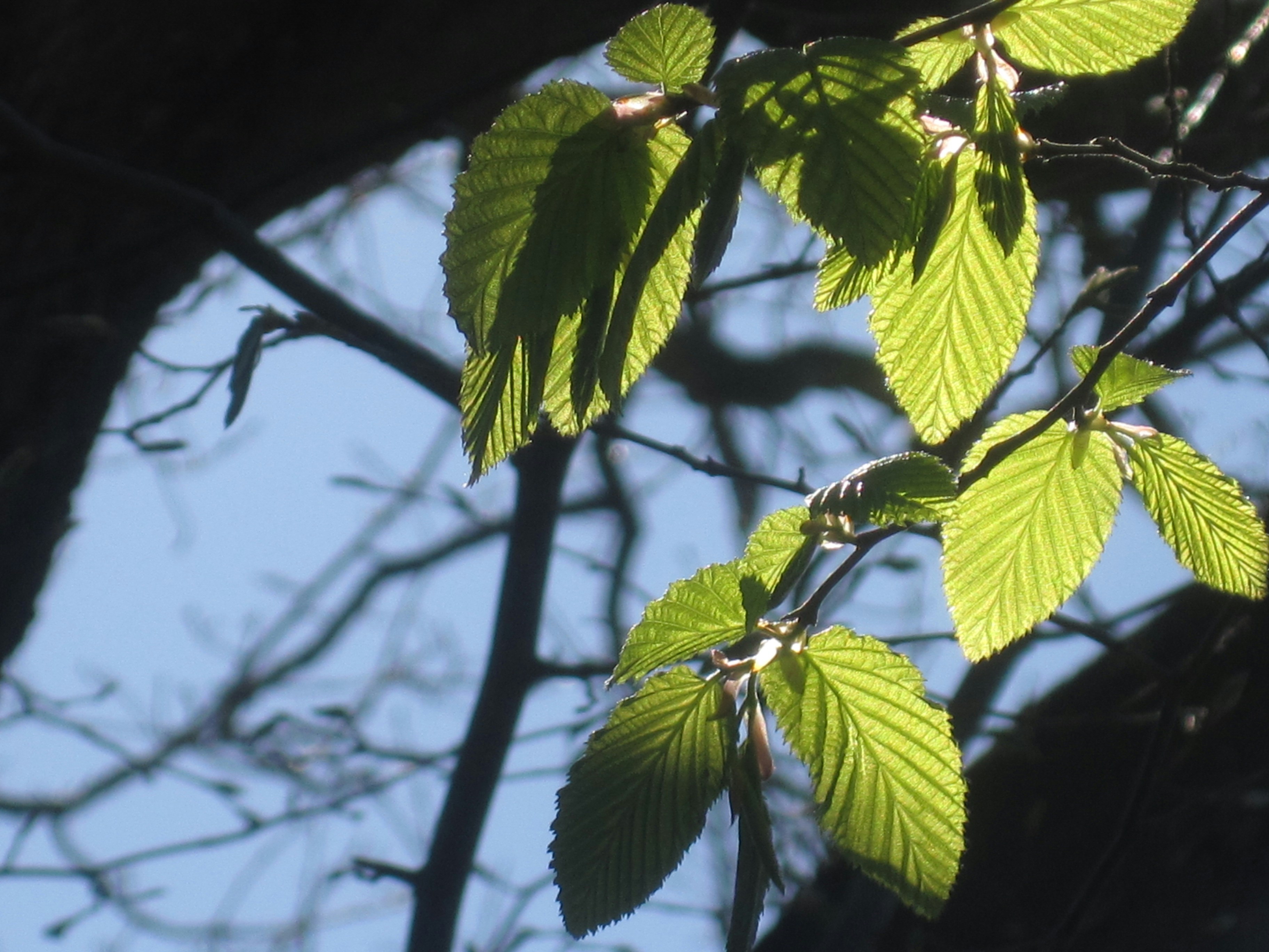 Sunlit Serrated Leaves Against a Clear Sky: a close-up study of texture and light