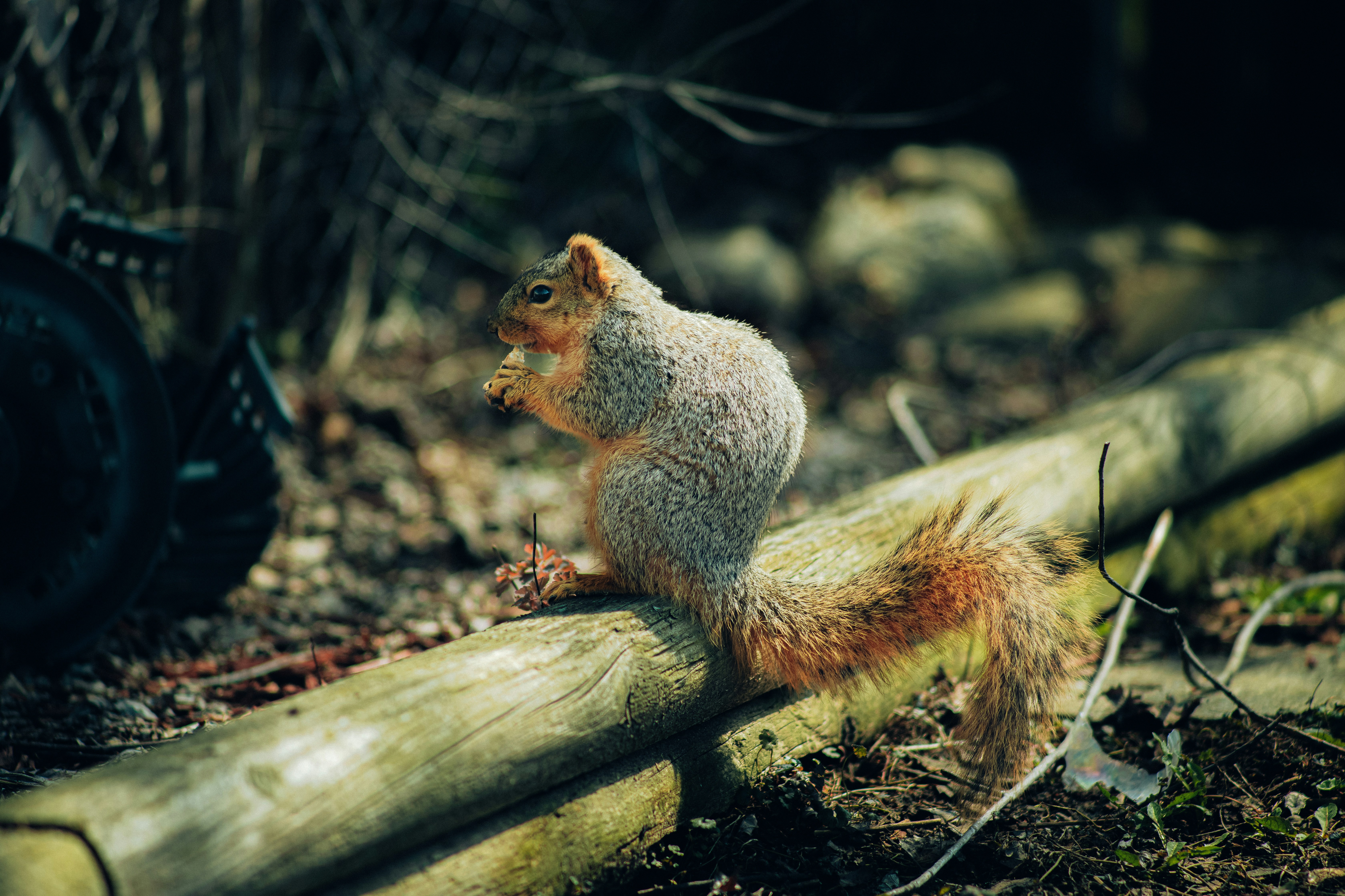 A squirrel sitting on a log in the woods photo – Free Animal Image on ...