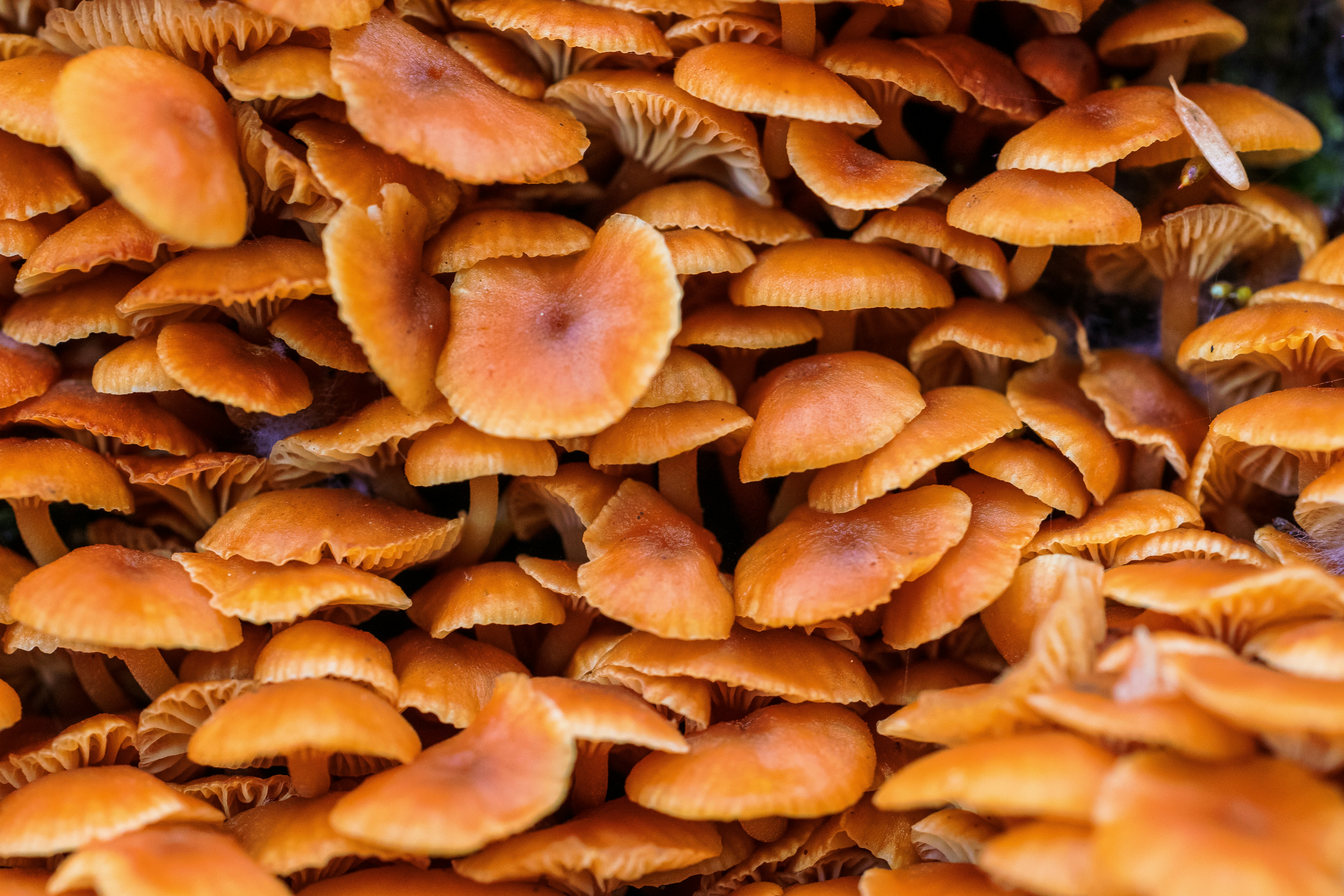 Crimson Flock: A Dense Meadow of Orange Mushrooms
