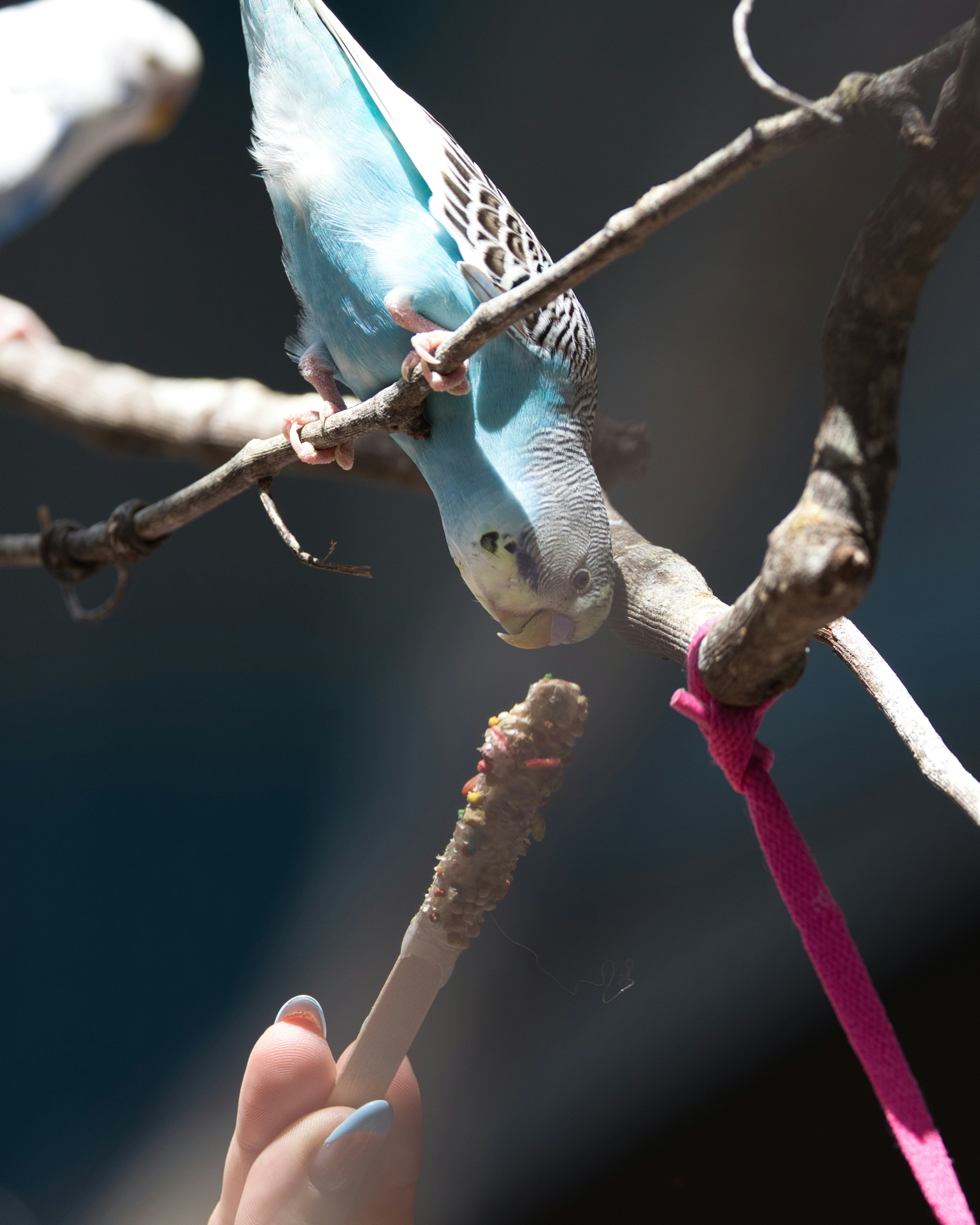 A blue bird perched on a branch of a tree photo – Free Gatorland Image ...