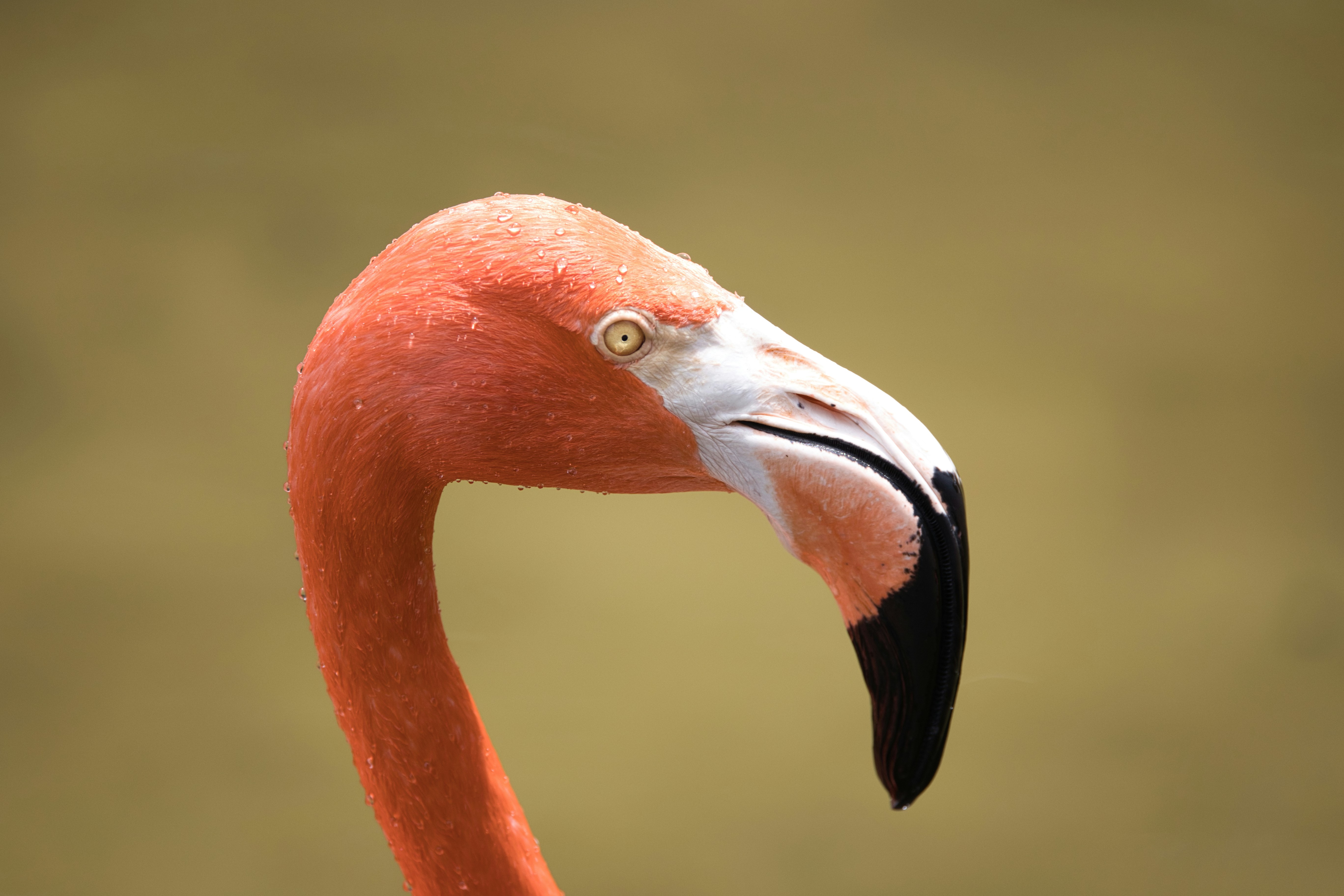 A close up of a flamingo's head and neck photo – Free Gatorland Image ...