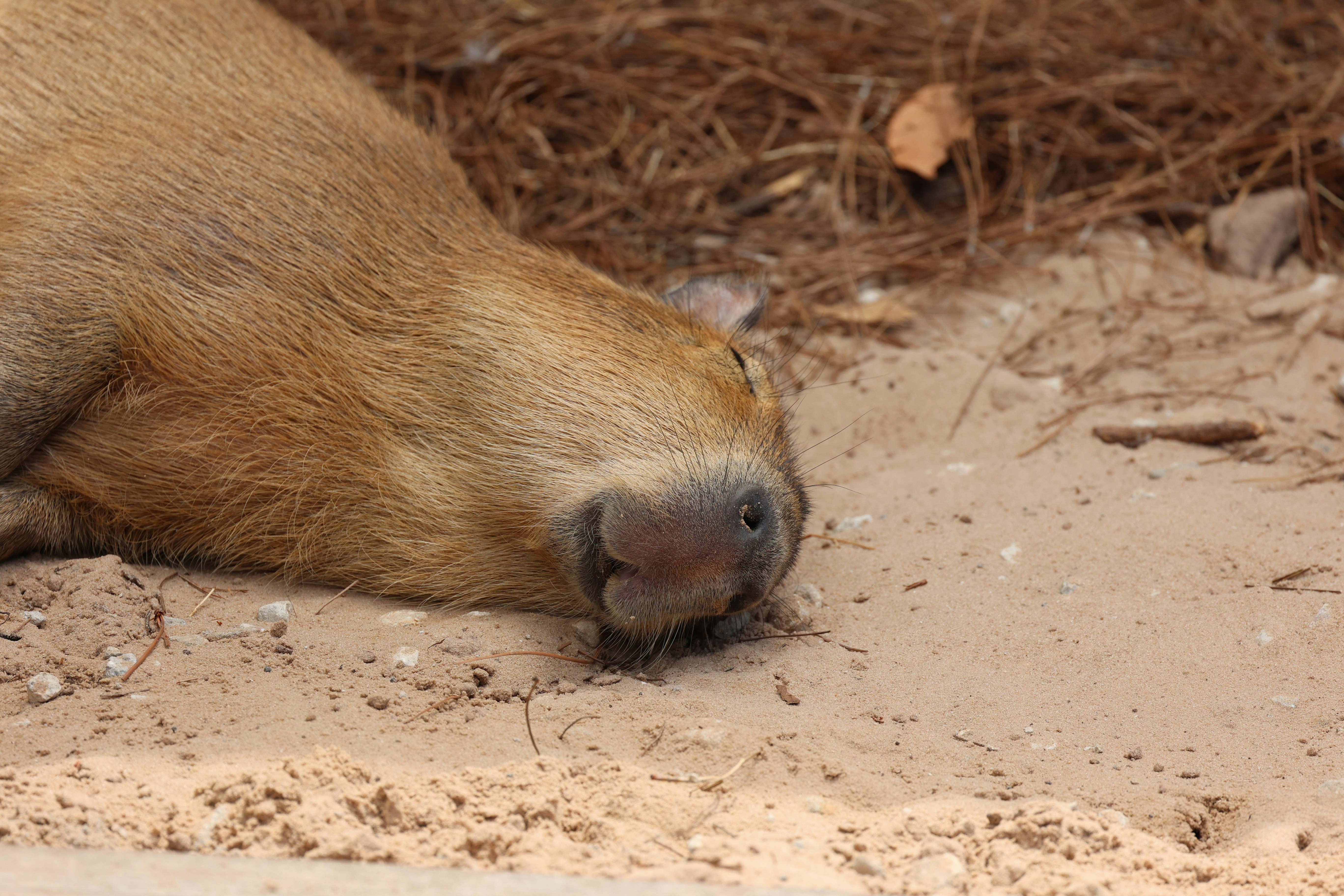 Capybara Mouth