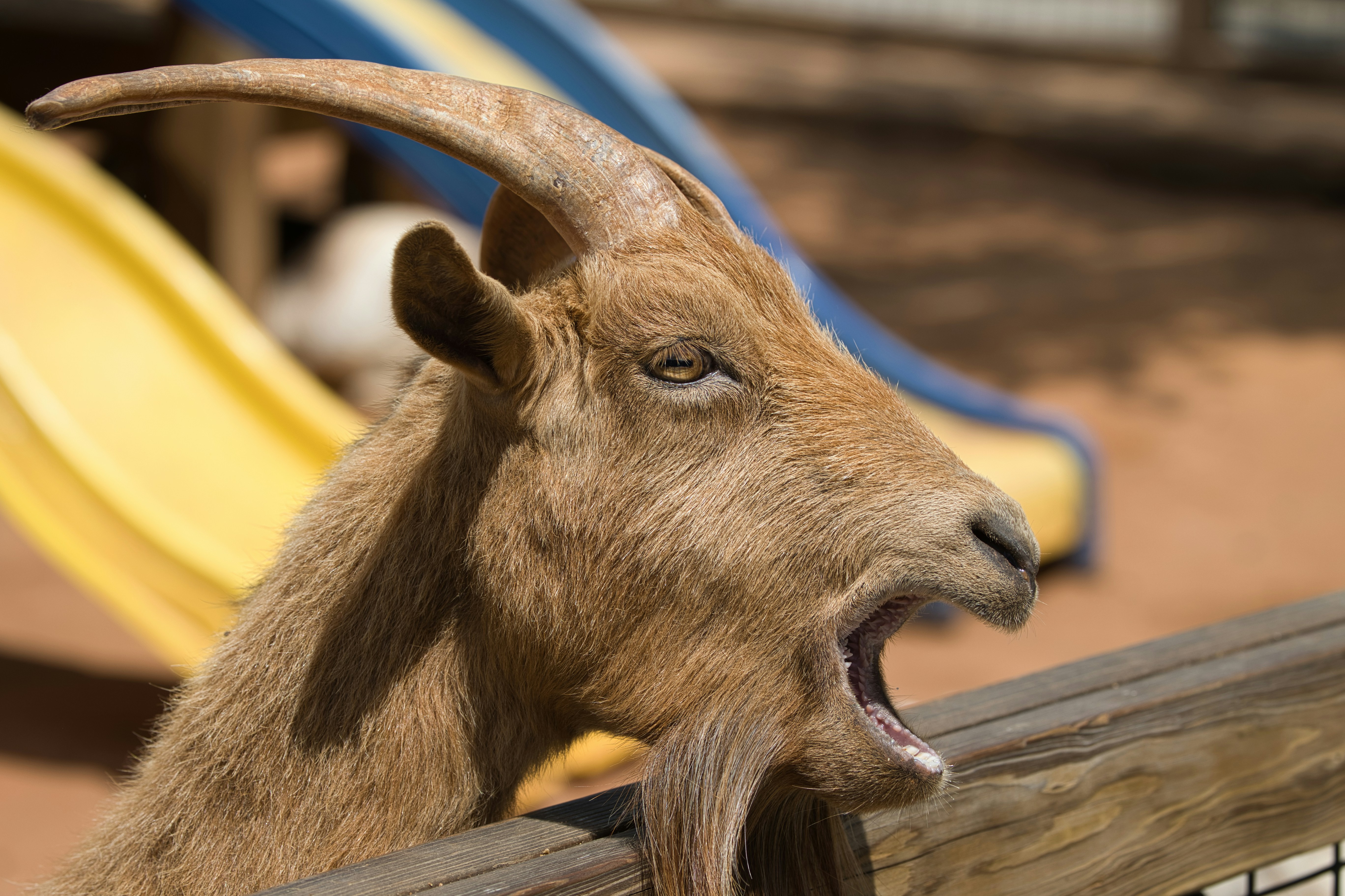 Screaming Chad goat.