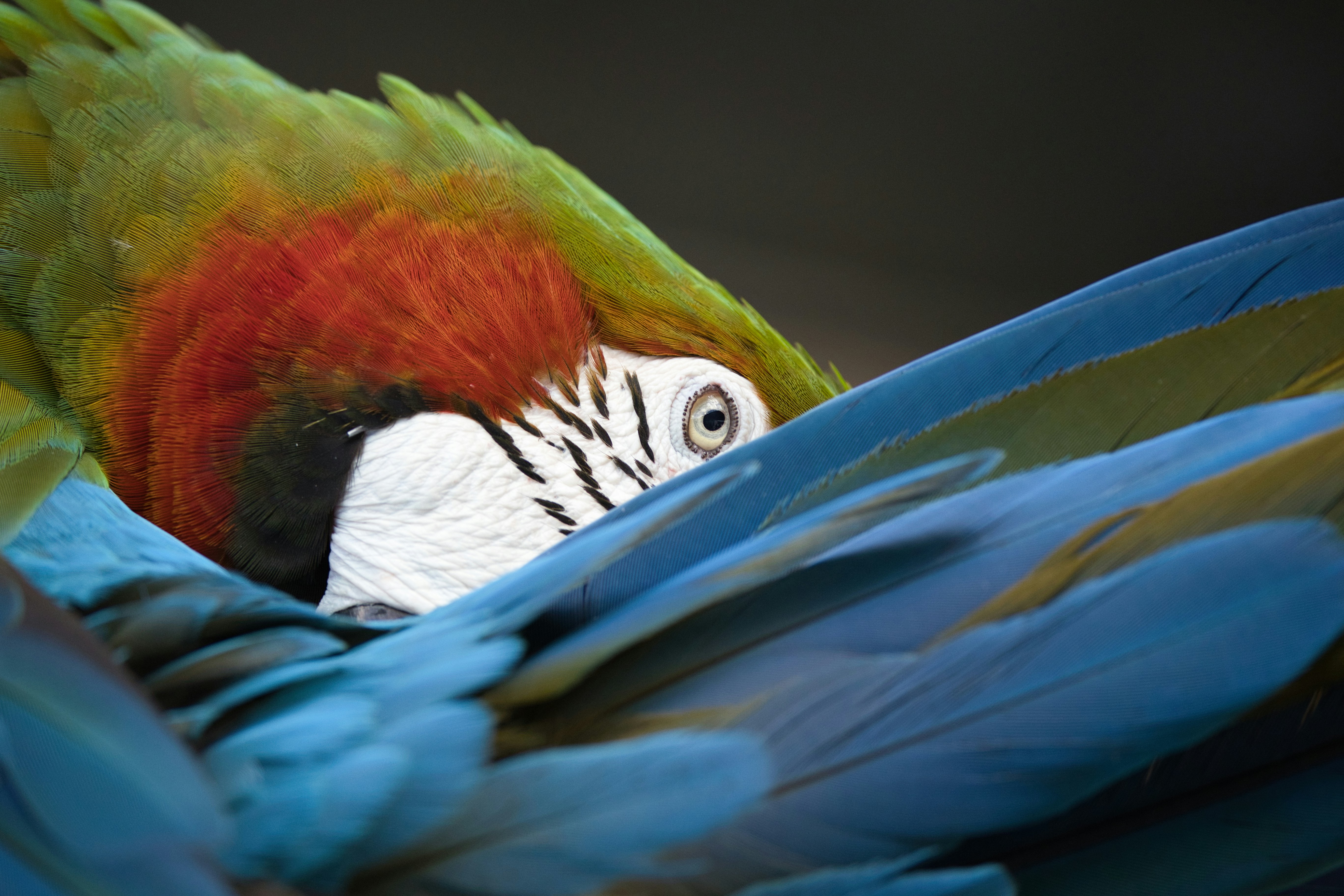 Close-up of a macaw's vibrant feathers, with its eye peeking through the colorful plumage. The image highlights the intricate details and textures of the bird's feathers.