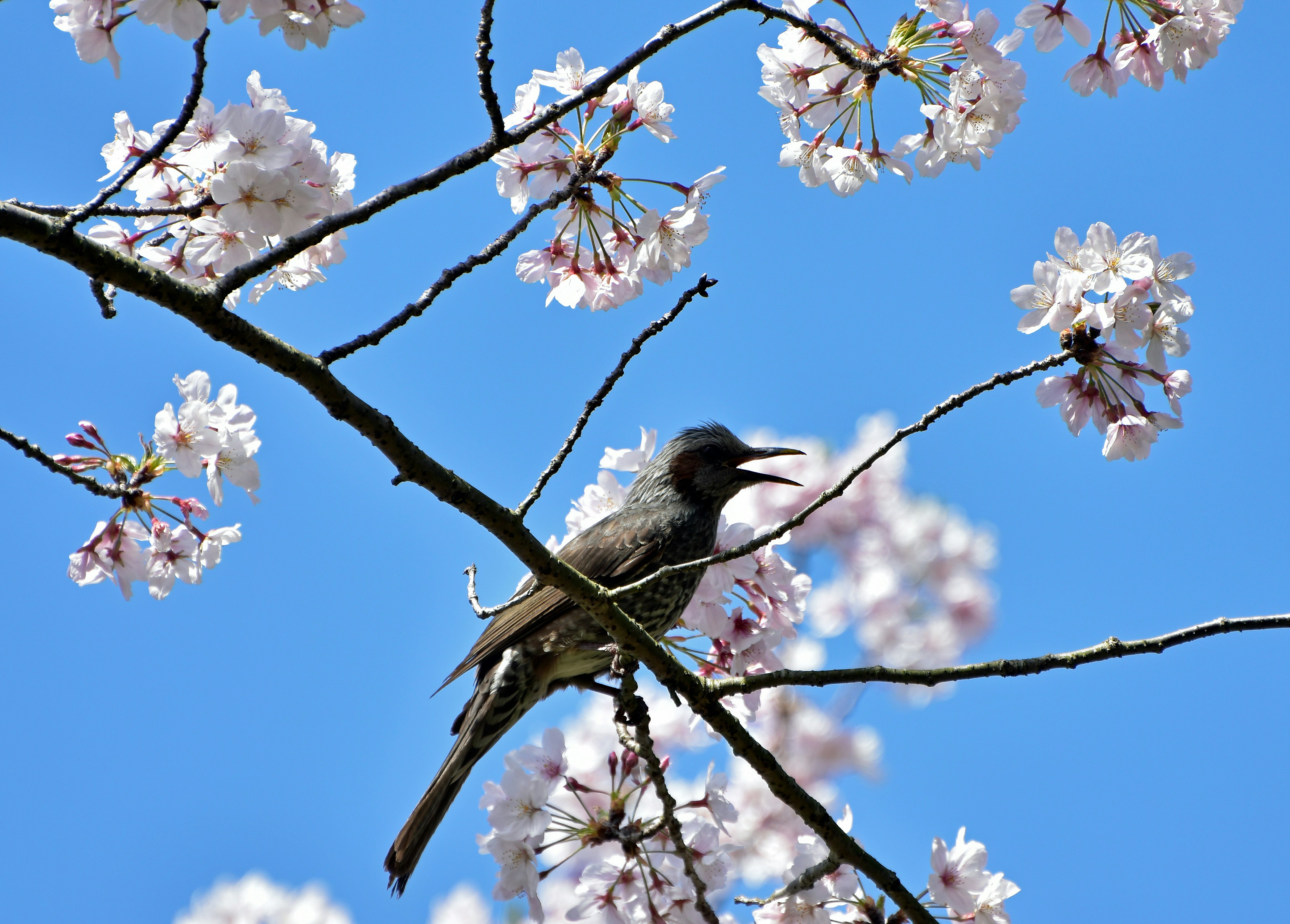 Photo by Geoff Oliver with Nikon D5500