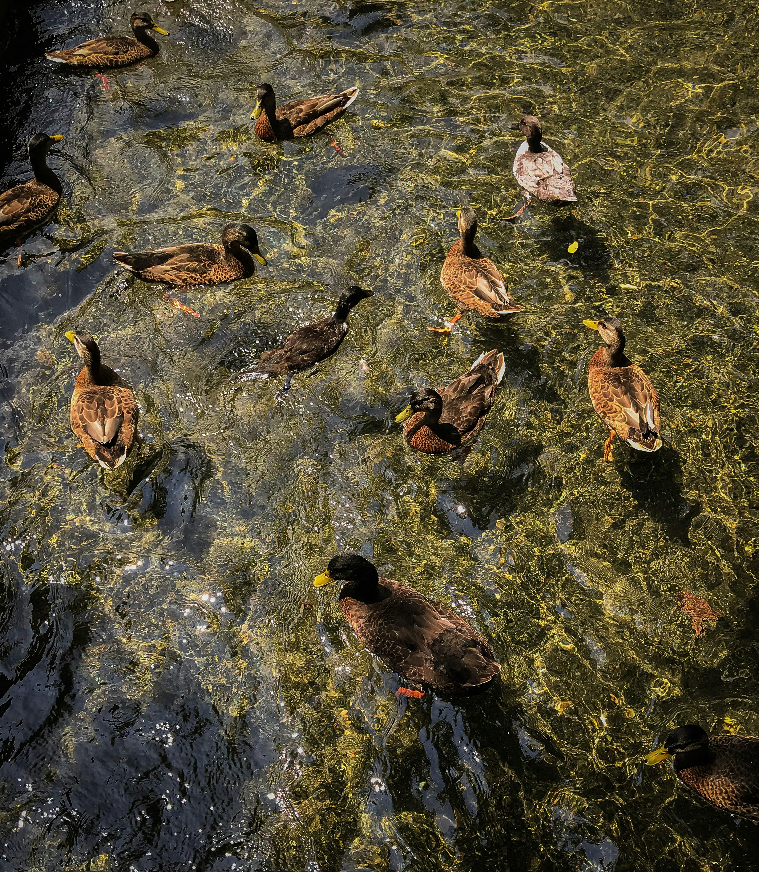 A group of ducks floating on top of a body of water photo – Free Lititz ...